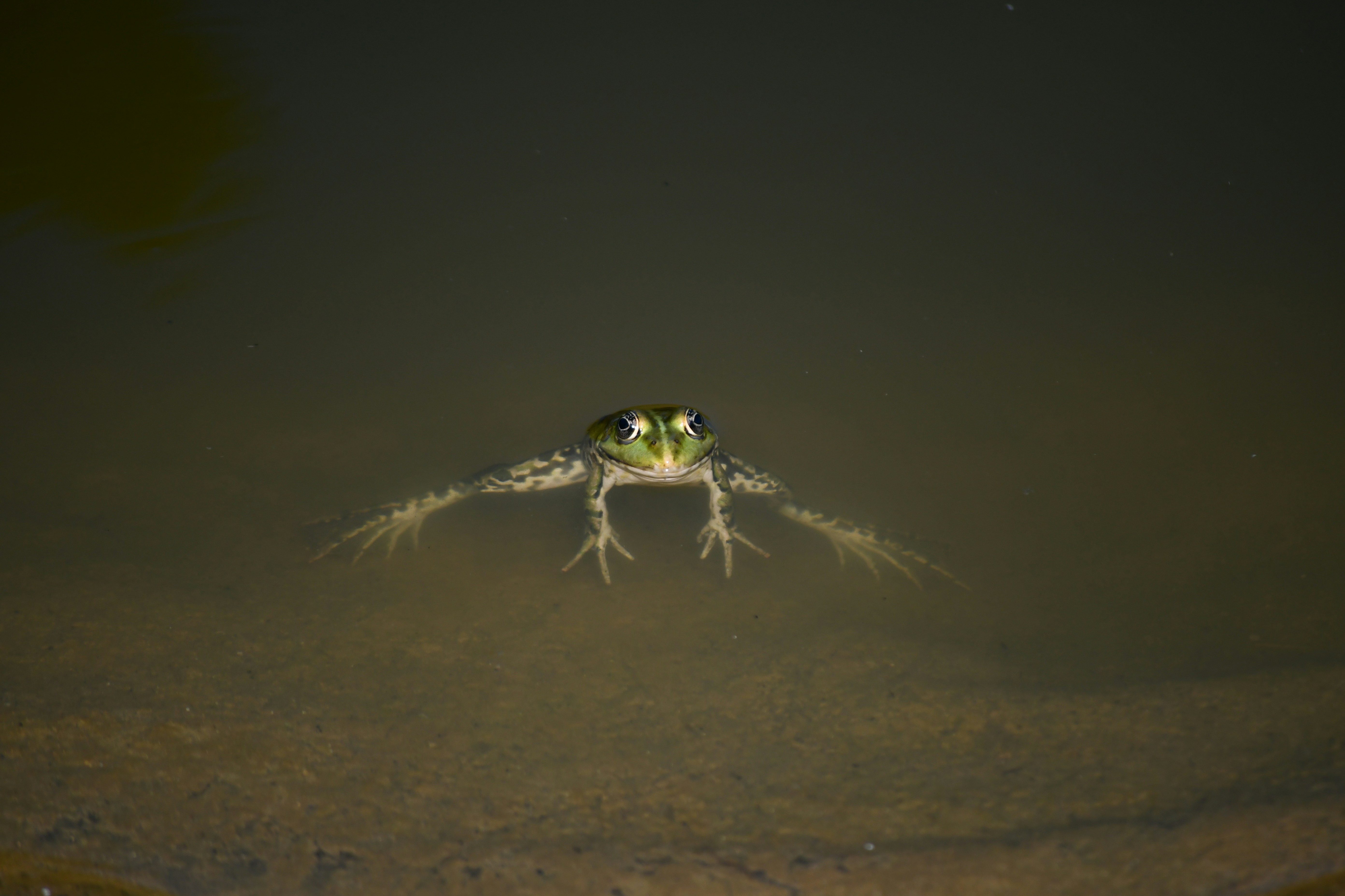 a frog floating in the water with its eyes openGábor Szűts