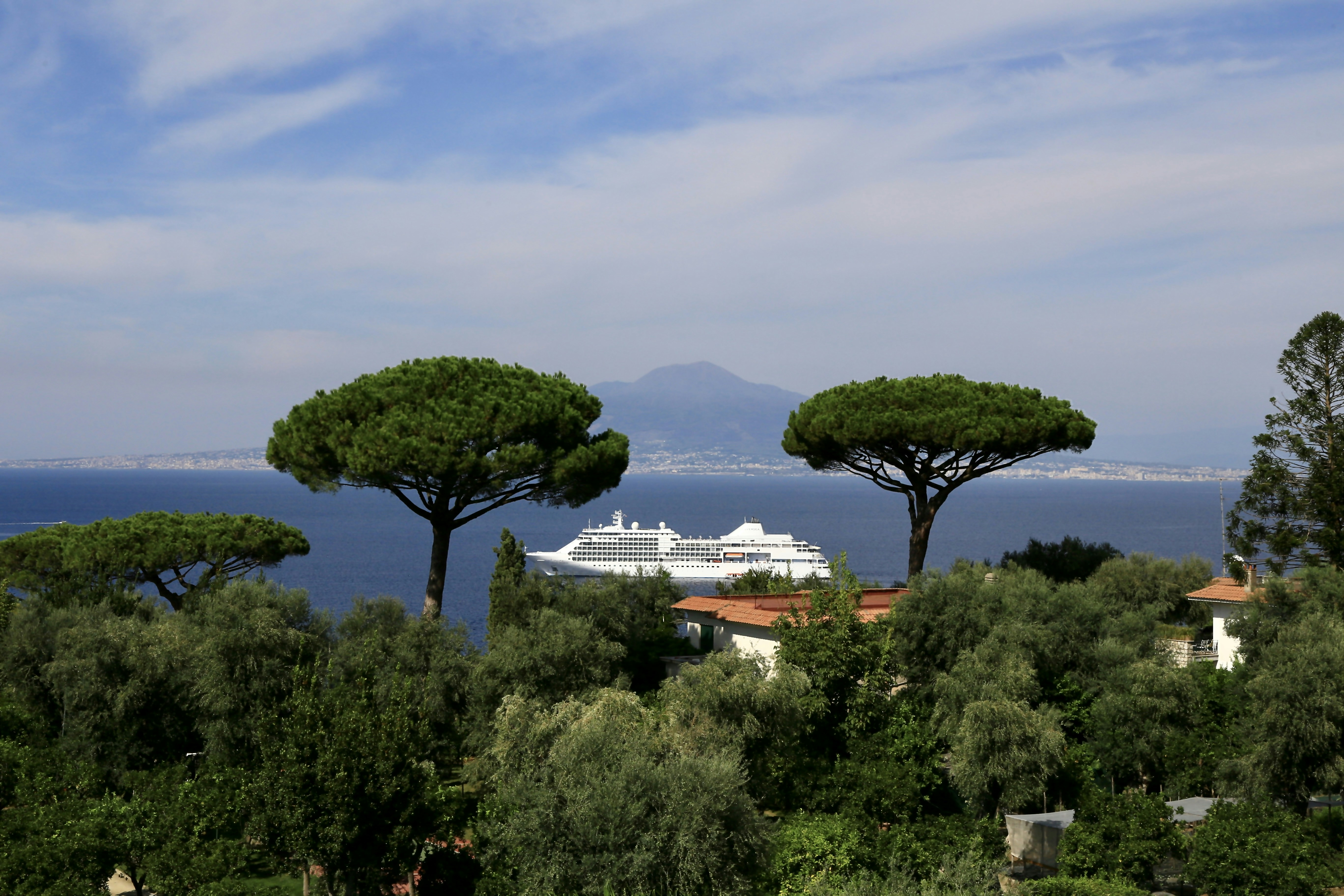 Two Umbrella Pines Framing a Distant White Cruise Ship Across a Bay