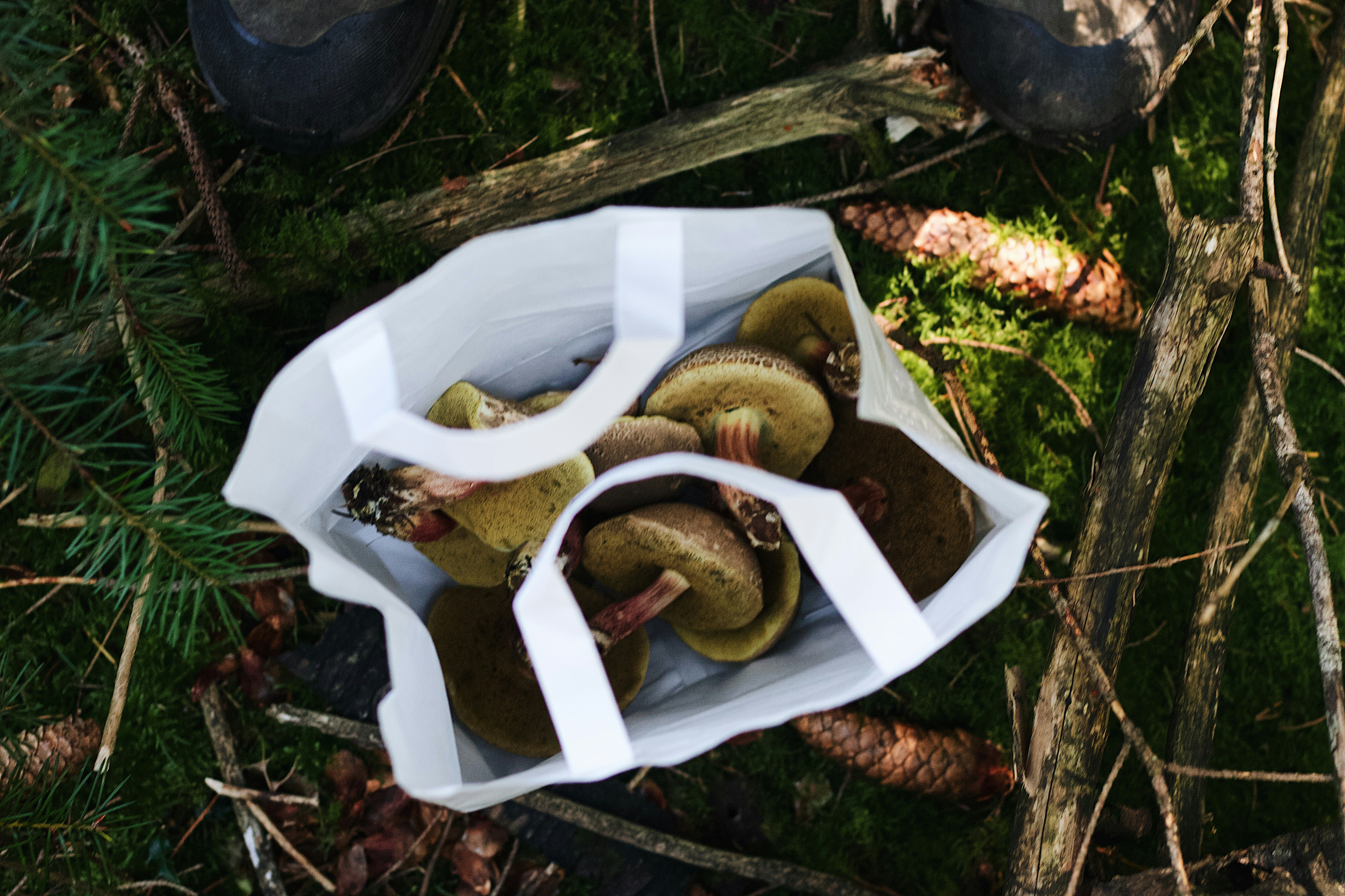 Forest Finds: A White Bag Brimming with Kiwis Among Pine Branches