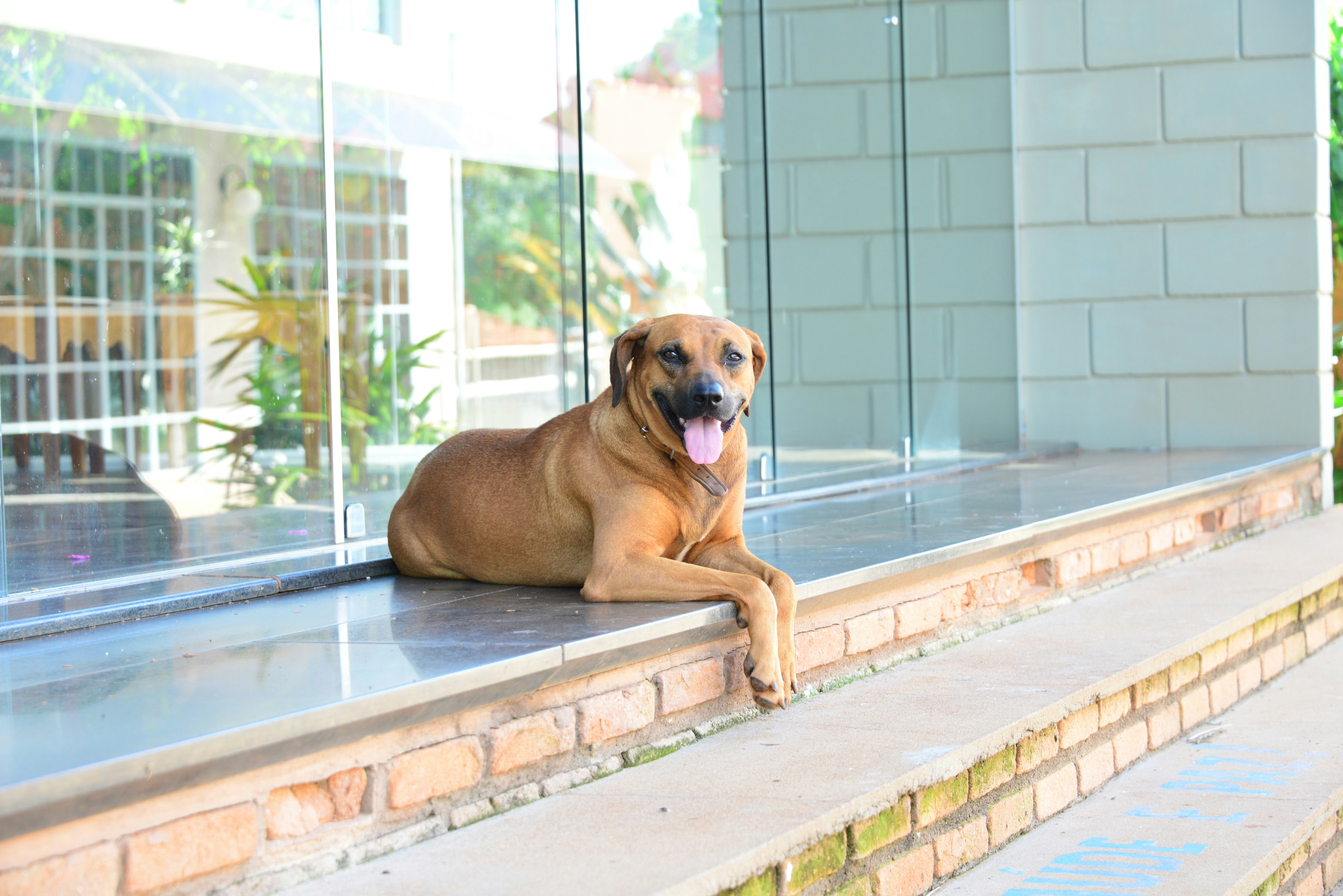 Ein brauner Hund, der auf einer Treppe liegt Foto – Kostenloses Bild ...