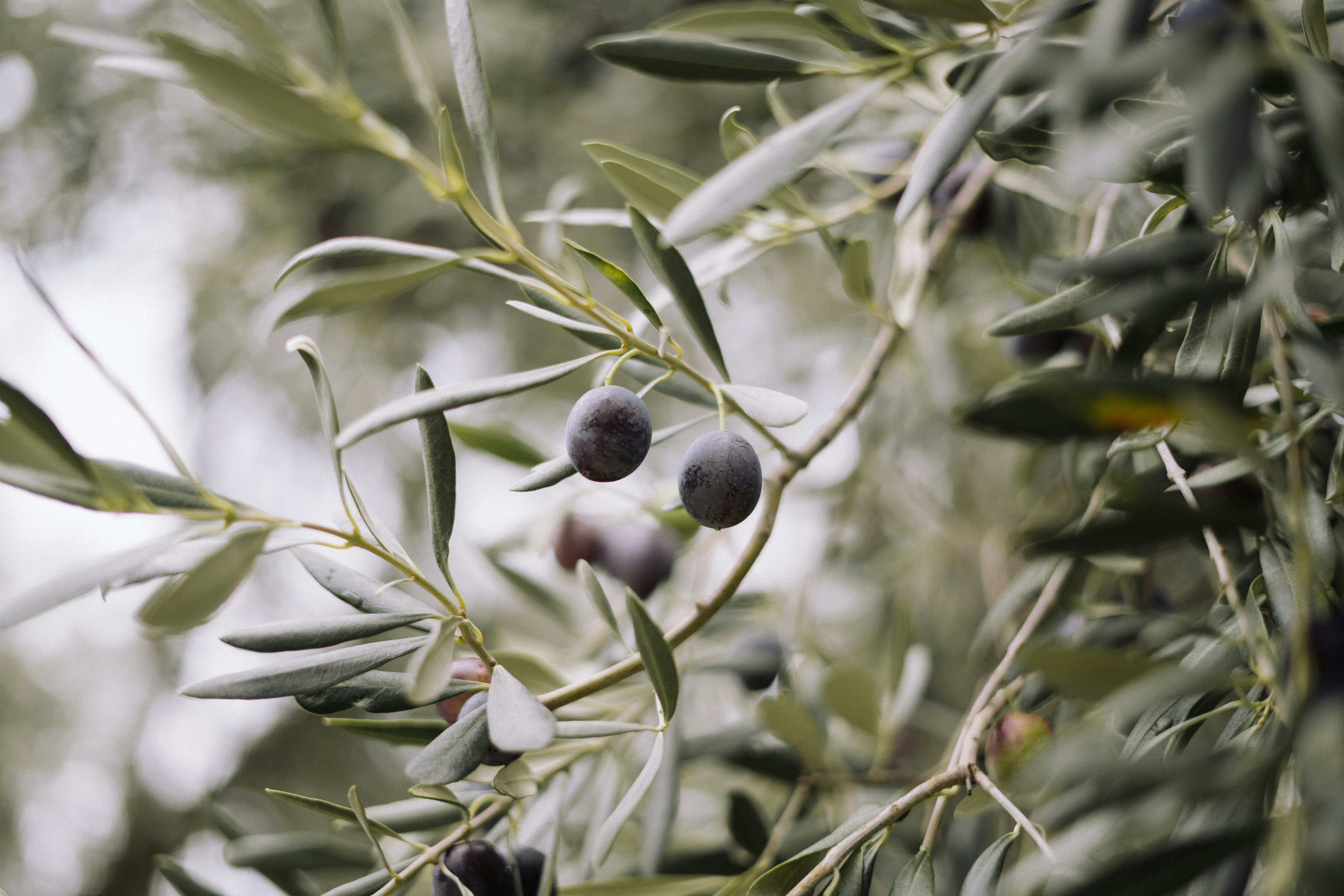 Close-up of ripe olives nestled among lush green leaves, showcasing the beauty of nature's bounty.