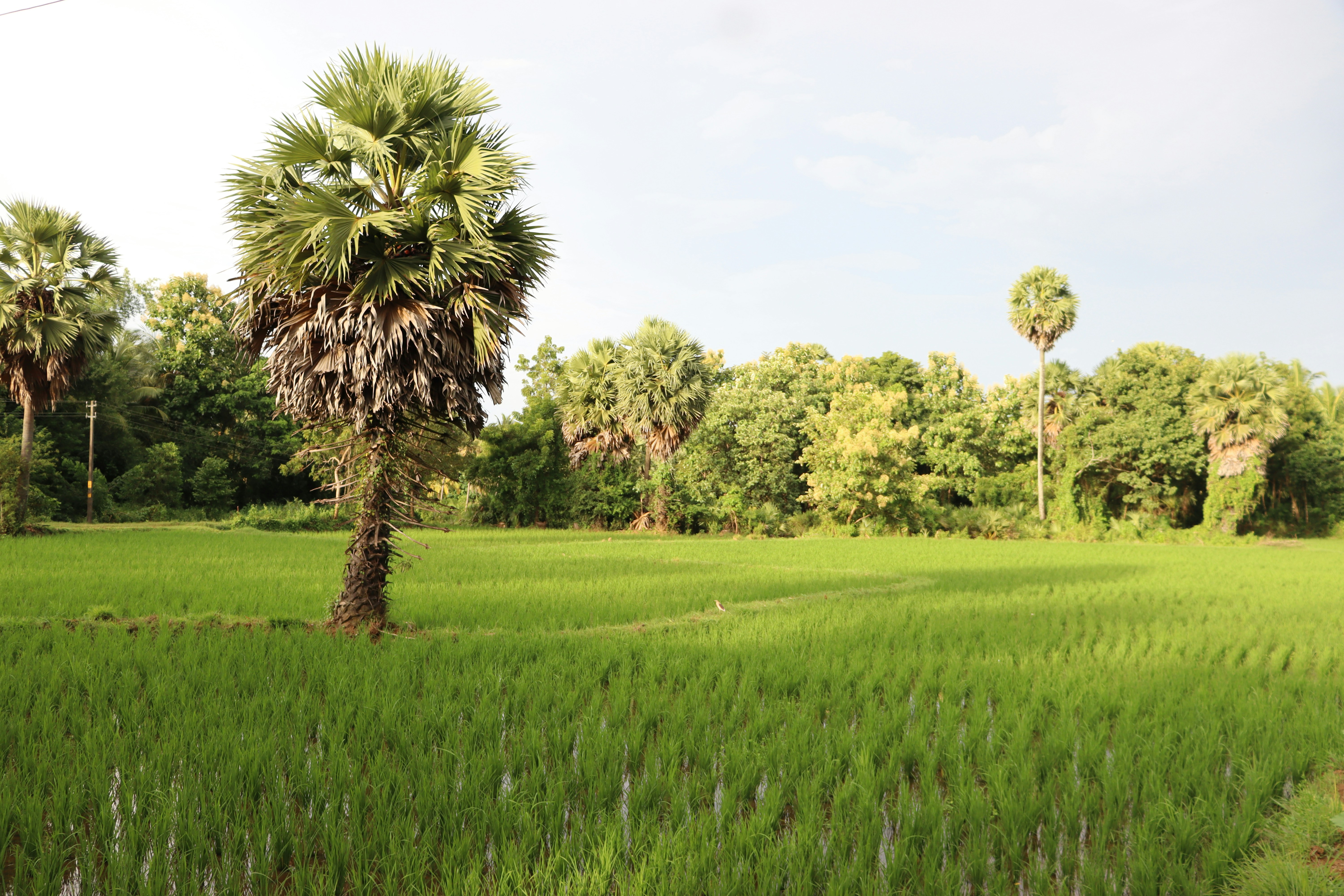 A palm tree stands in the middle of a green field photo – Free Forest ...
