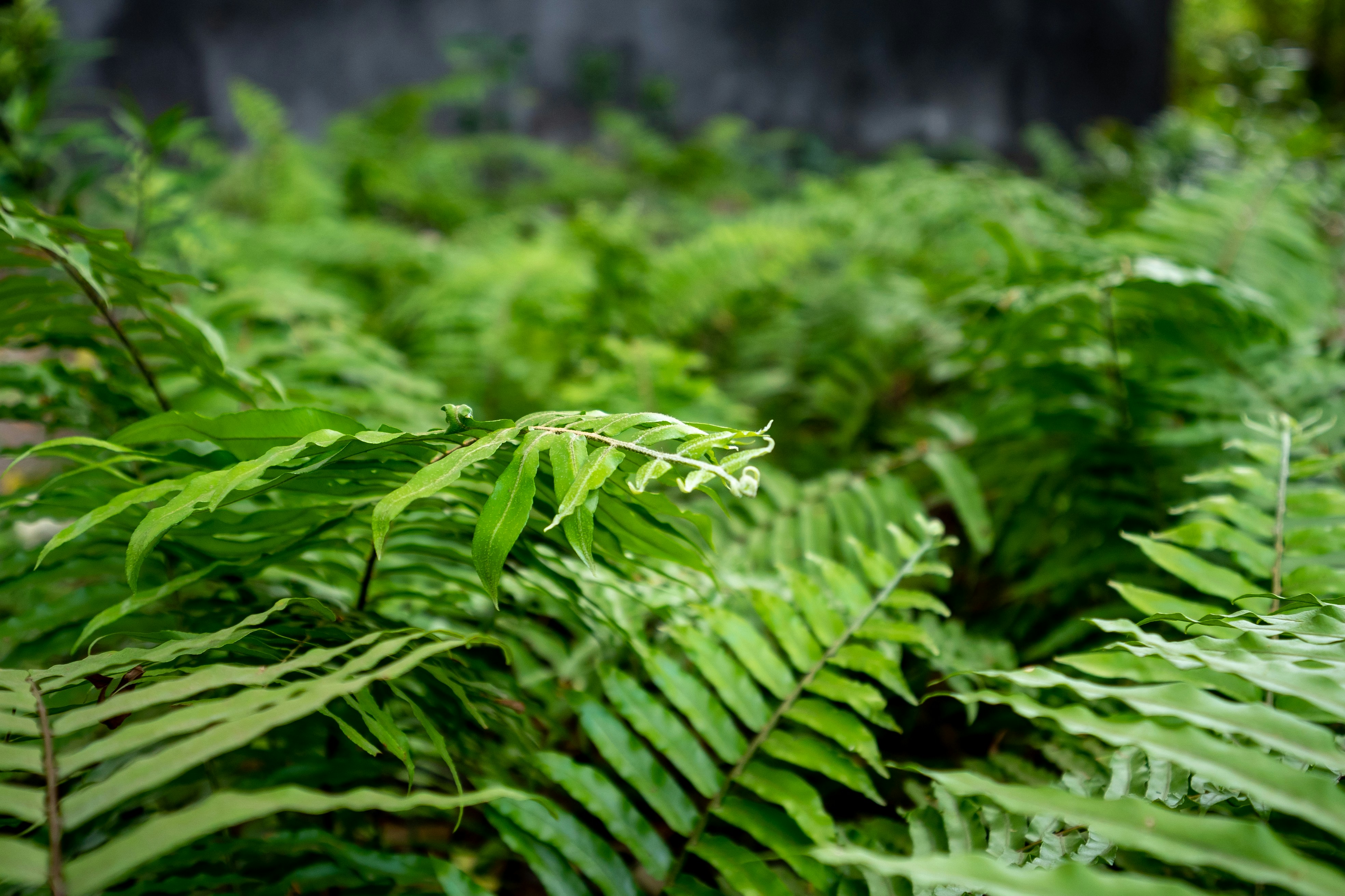 Frondscape in Soft Focus: Emerald Layers of a Forest Understory