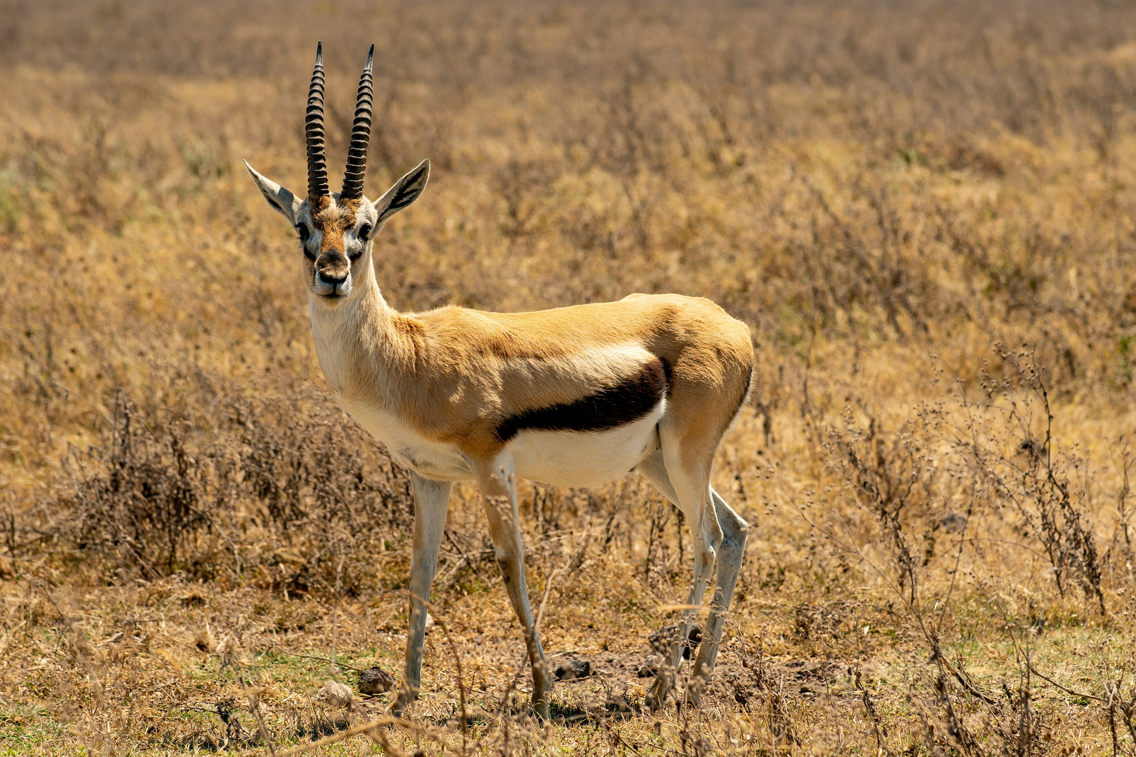A graceful antelope stands alert in a golden grassland, showcasing its distinctive black and white markings. The serene environment highlights the beauty of wildlife in its natural habitat.
