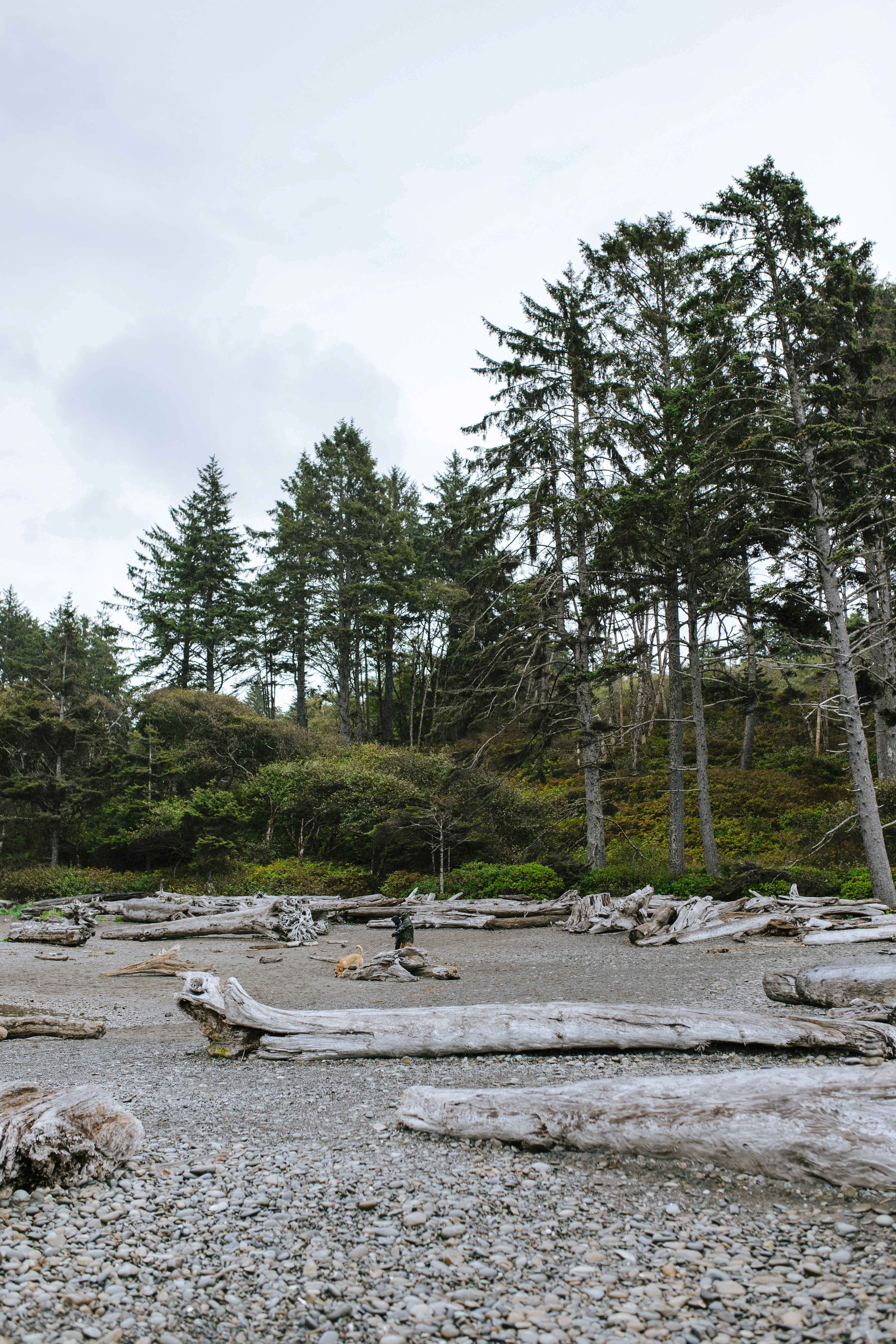 A rocky beach with trees in the background photo – Free Ruby beach ...