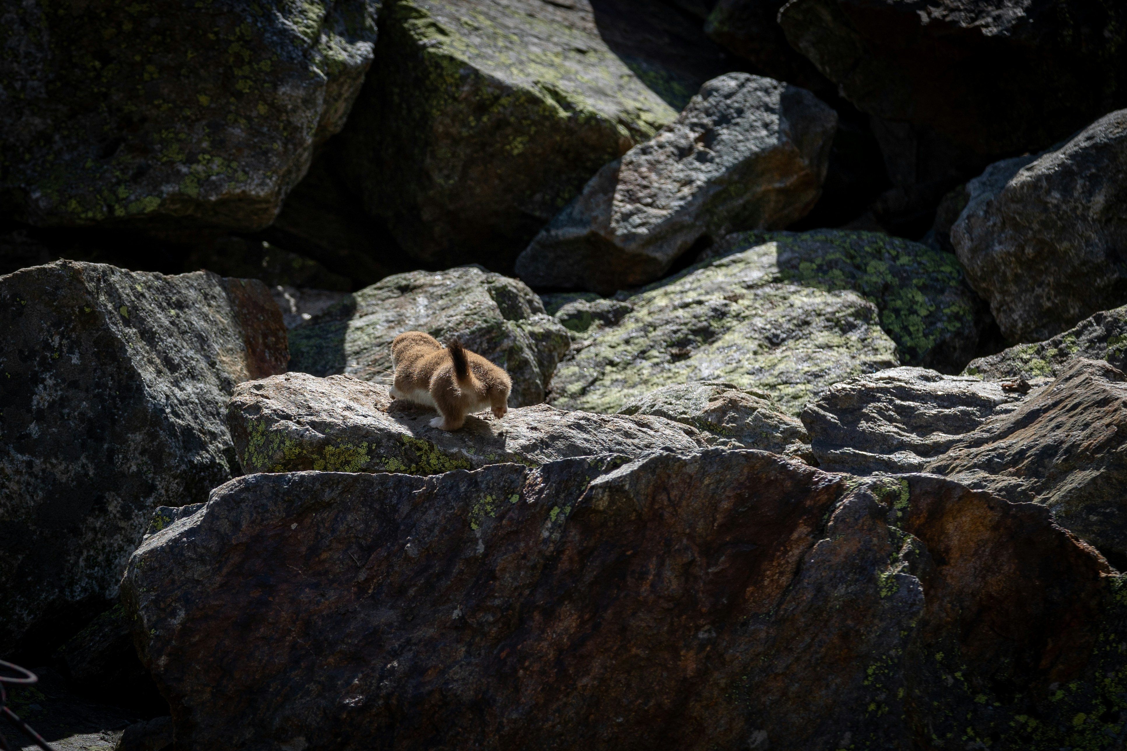 a brown bear standing on top of a pile of rocks