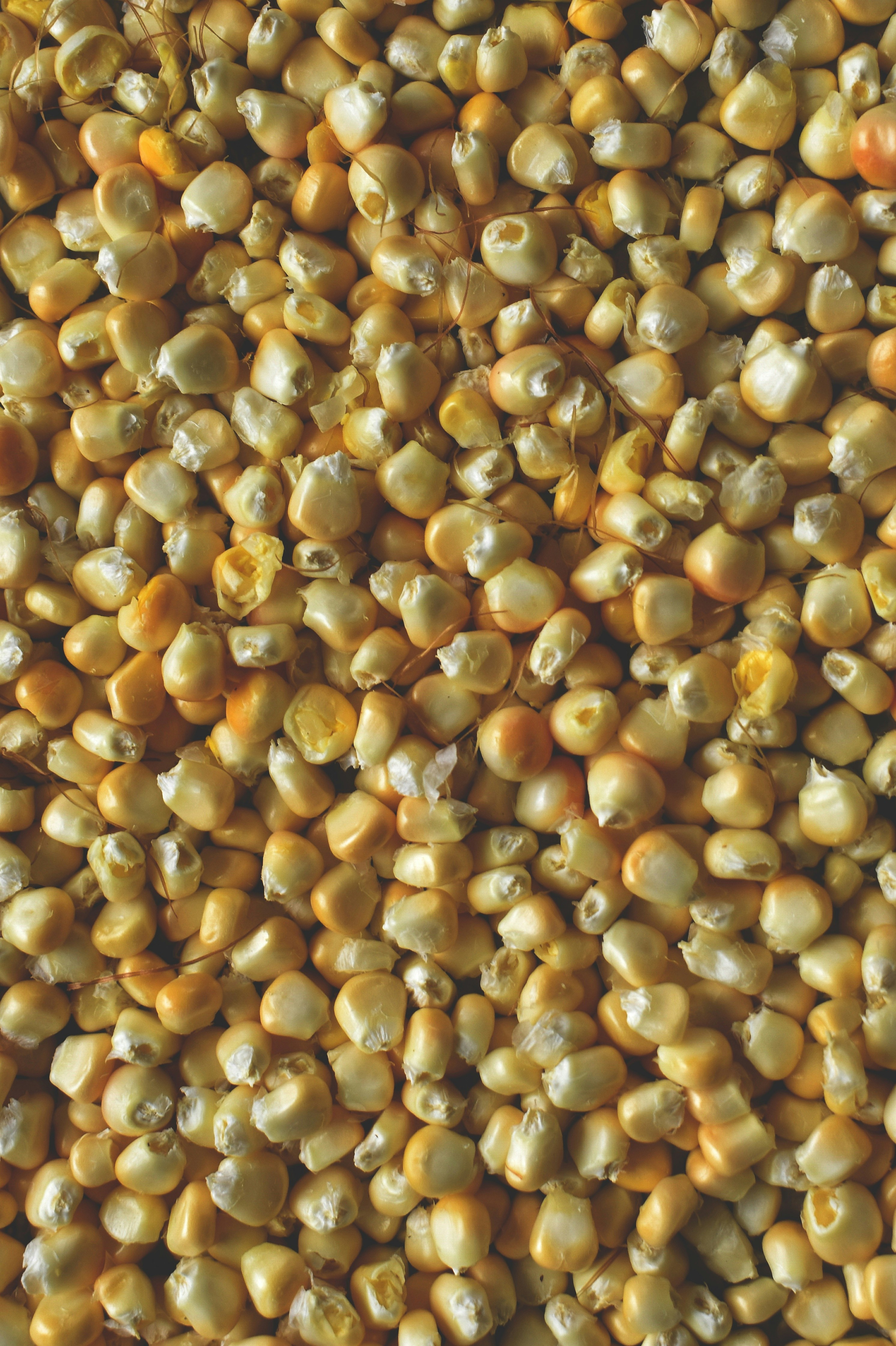 30,000+ Maize Pictures | Download Free Images on Unsplash