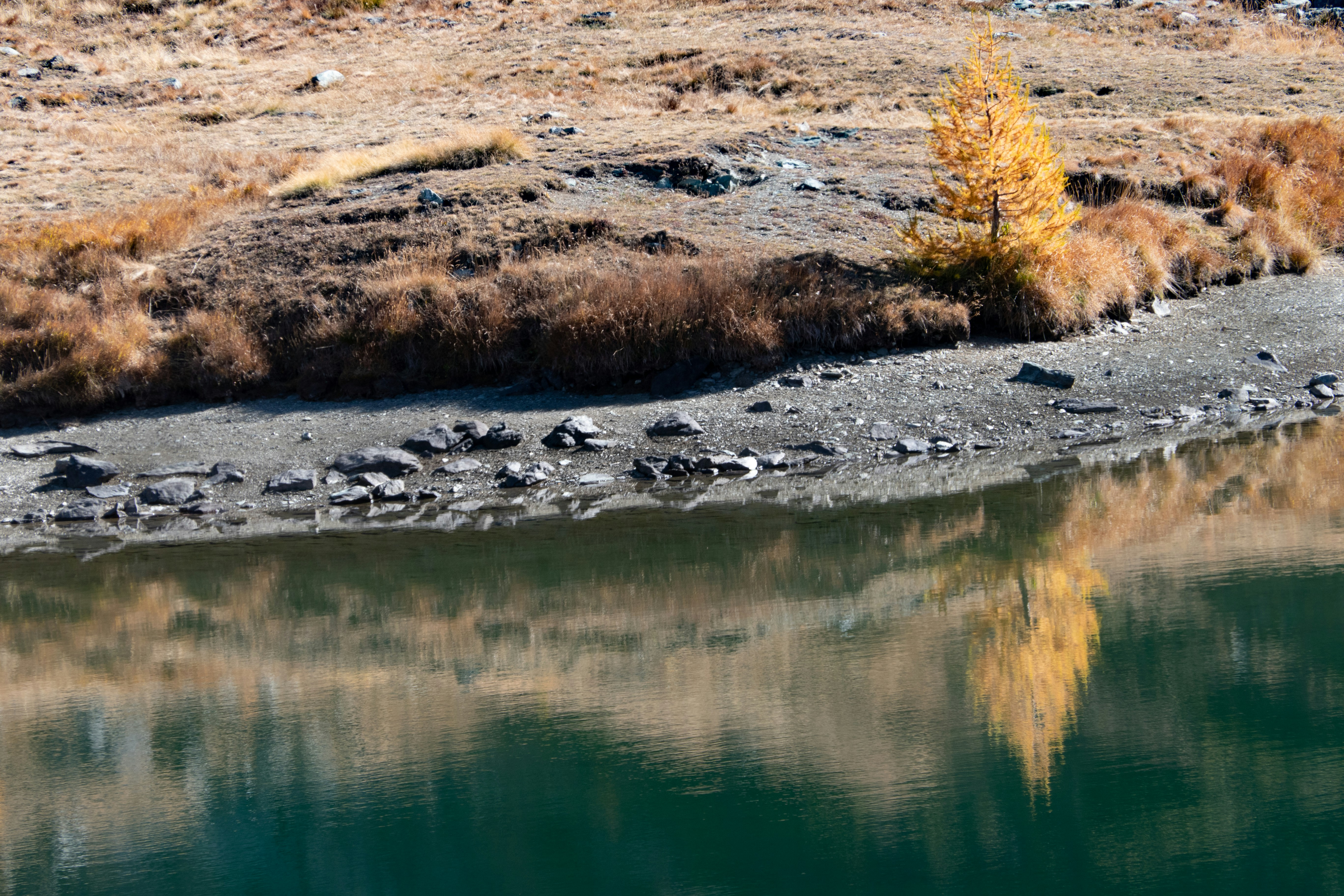 Tree with autumn leaves mirrored in calm waters beside a dry grassy hillside.