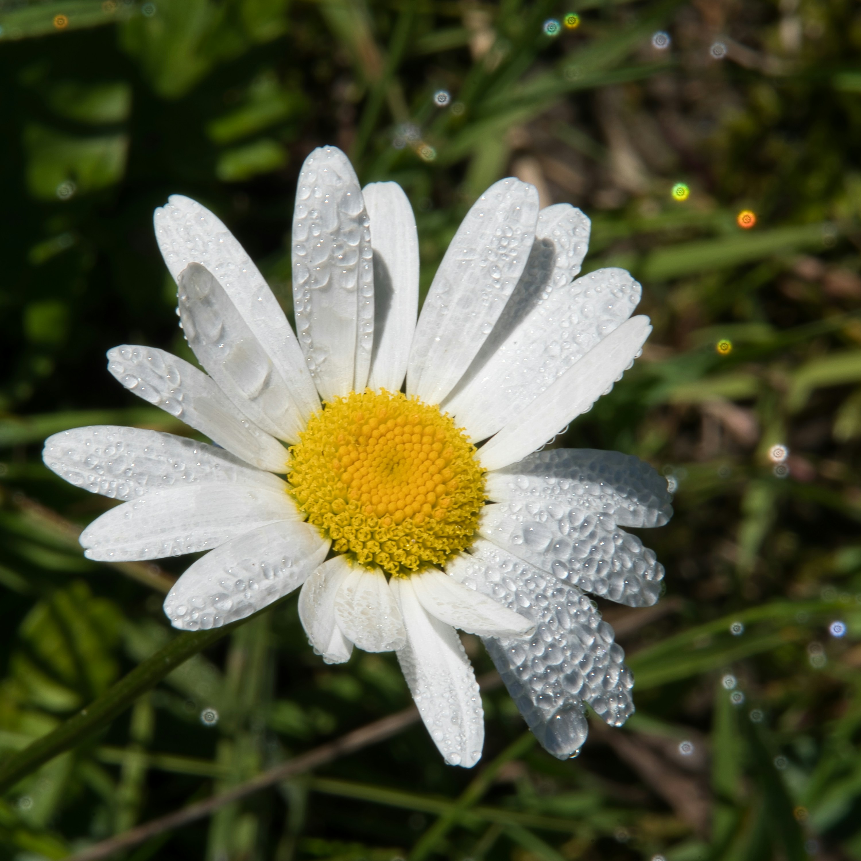 a white and yellow flower with water droplets on it