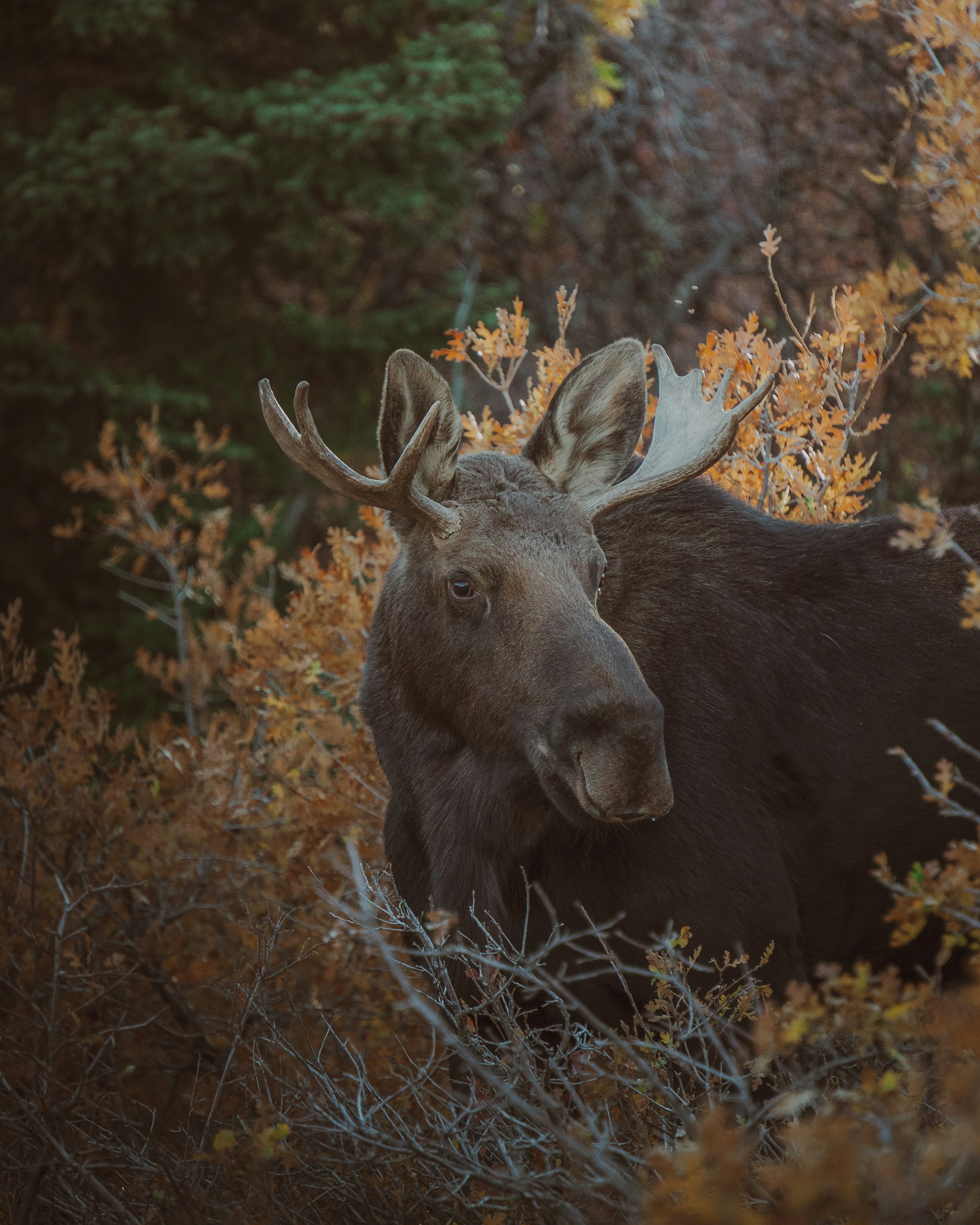 A large moose standing in a forest next to trees photo – Free Animal ...