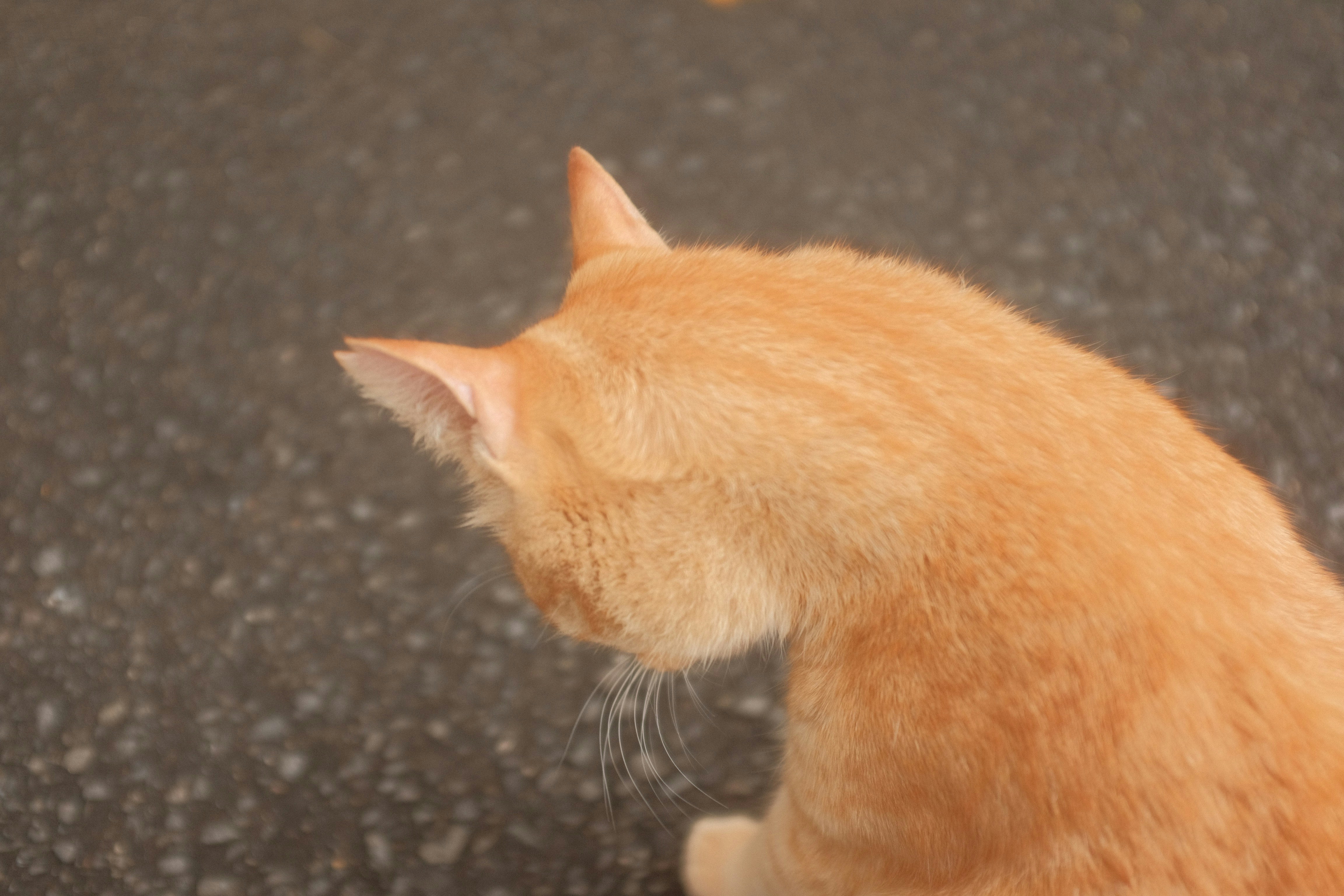 Amber Back on Asphalt: A Quiet Pause of a Curious Cat