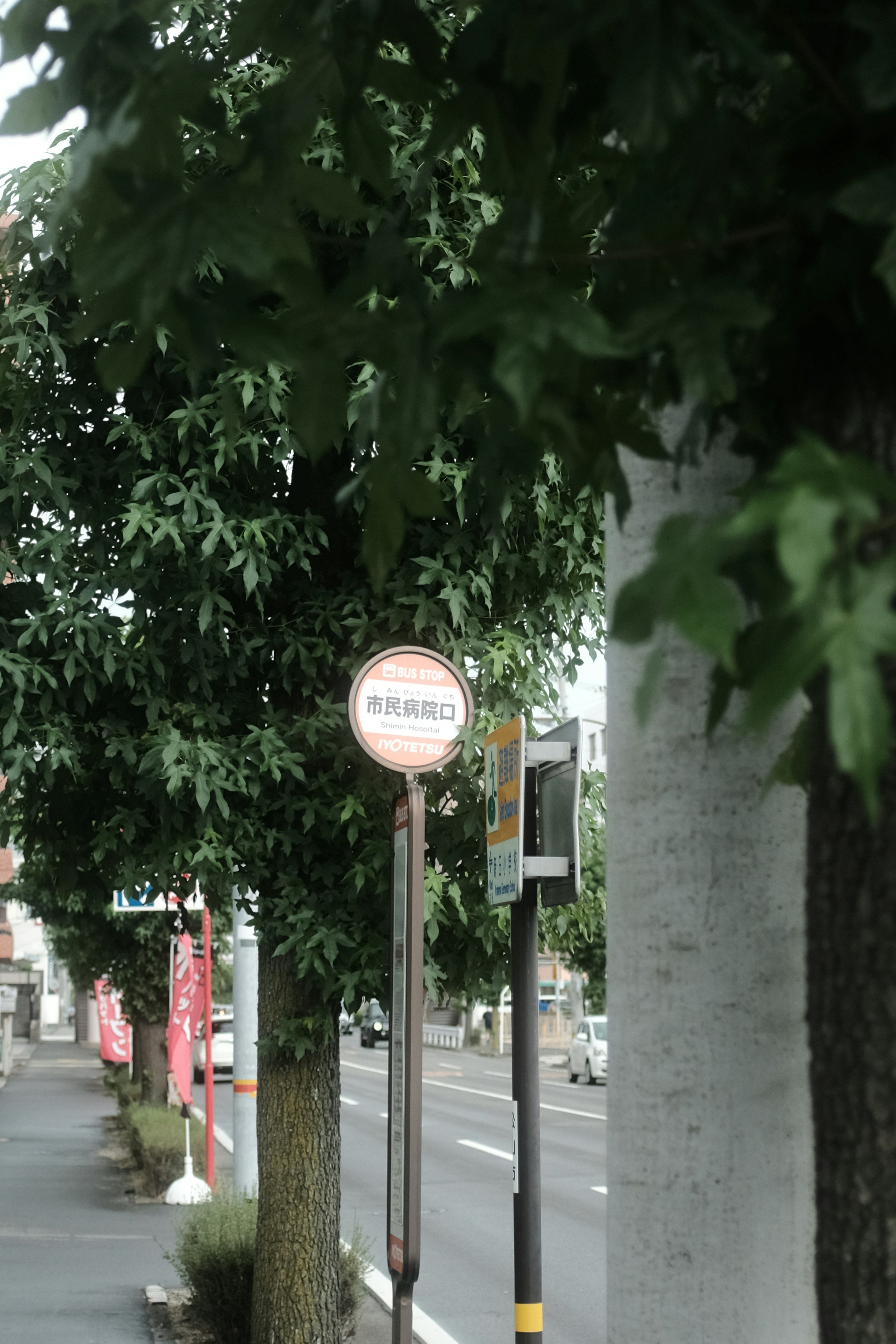 Bus stop sign partially obscured by lush green foliage along a quiet street, creating a serene urban atmosphere.