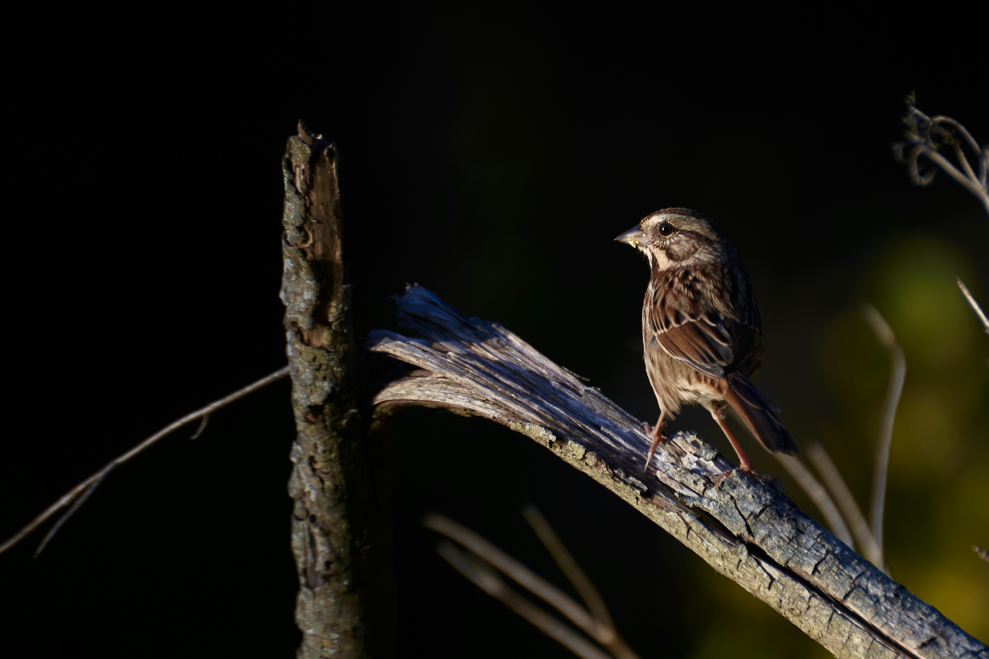 Song sparrow in Autumn