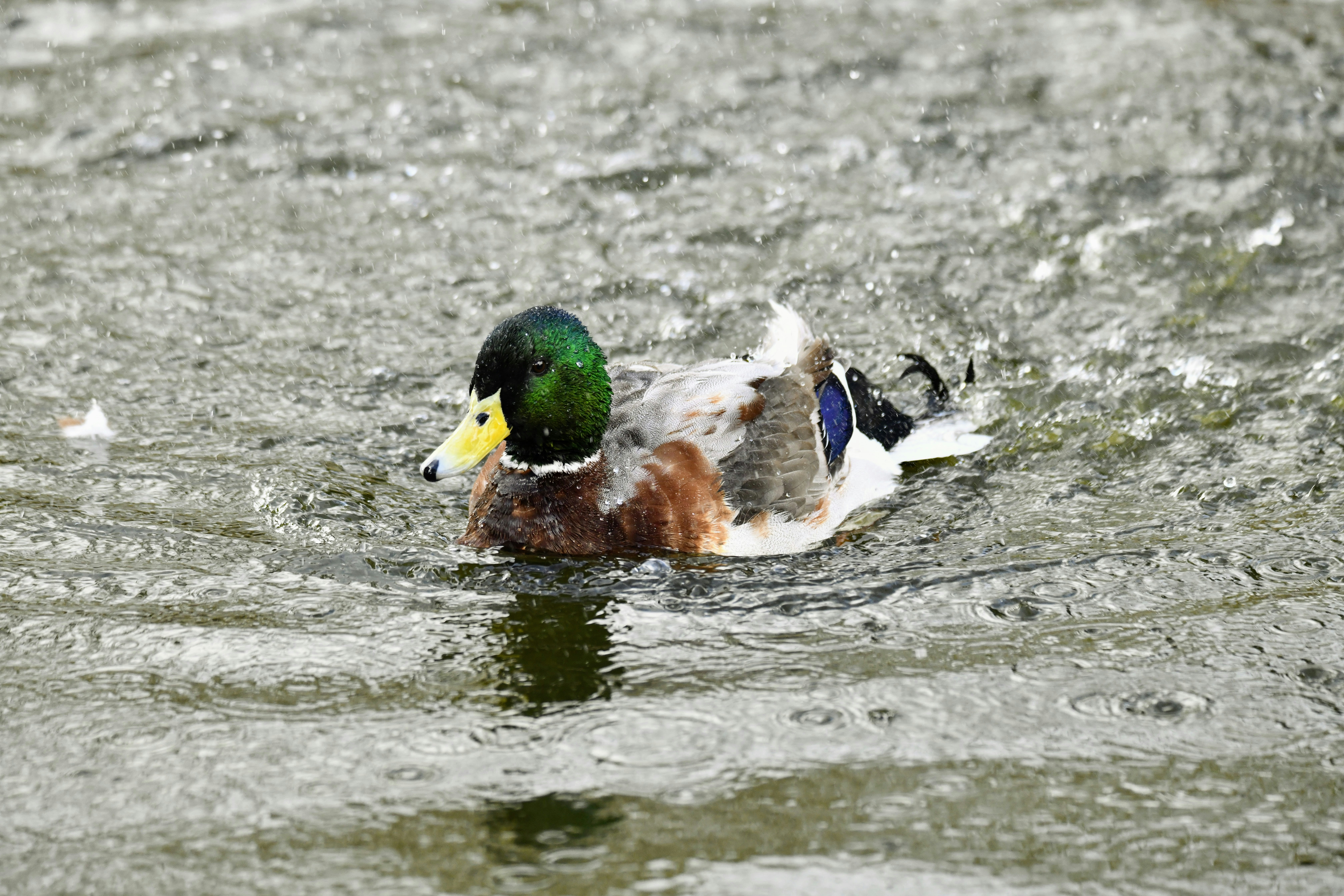 Mallard duck gliding through rippling water, creating gentle waves around it.