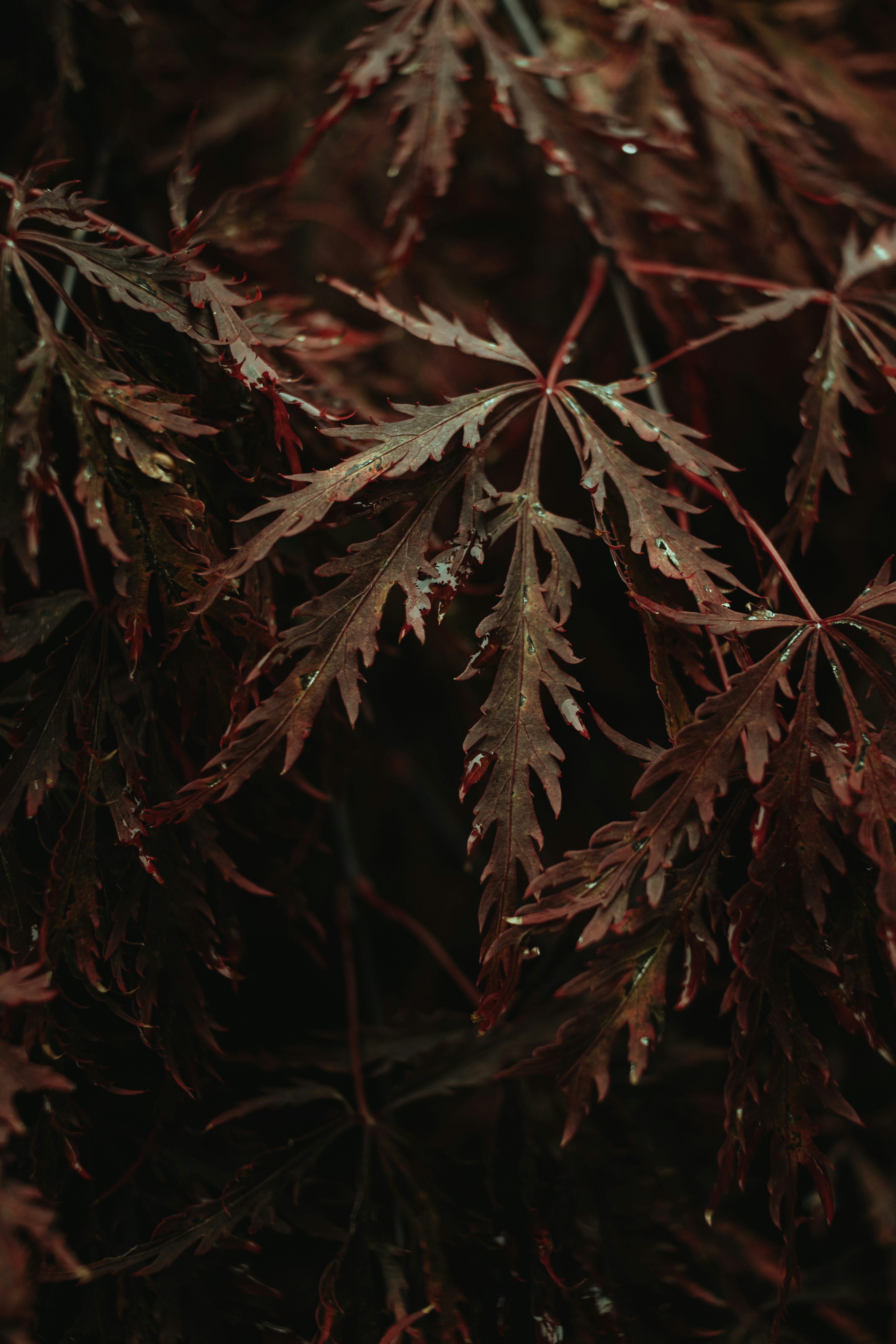 a close up of a tree with red leaves