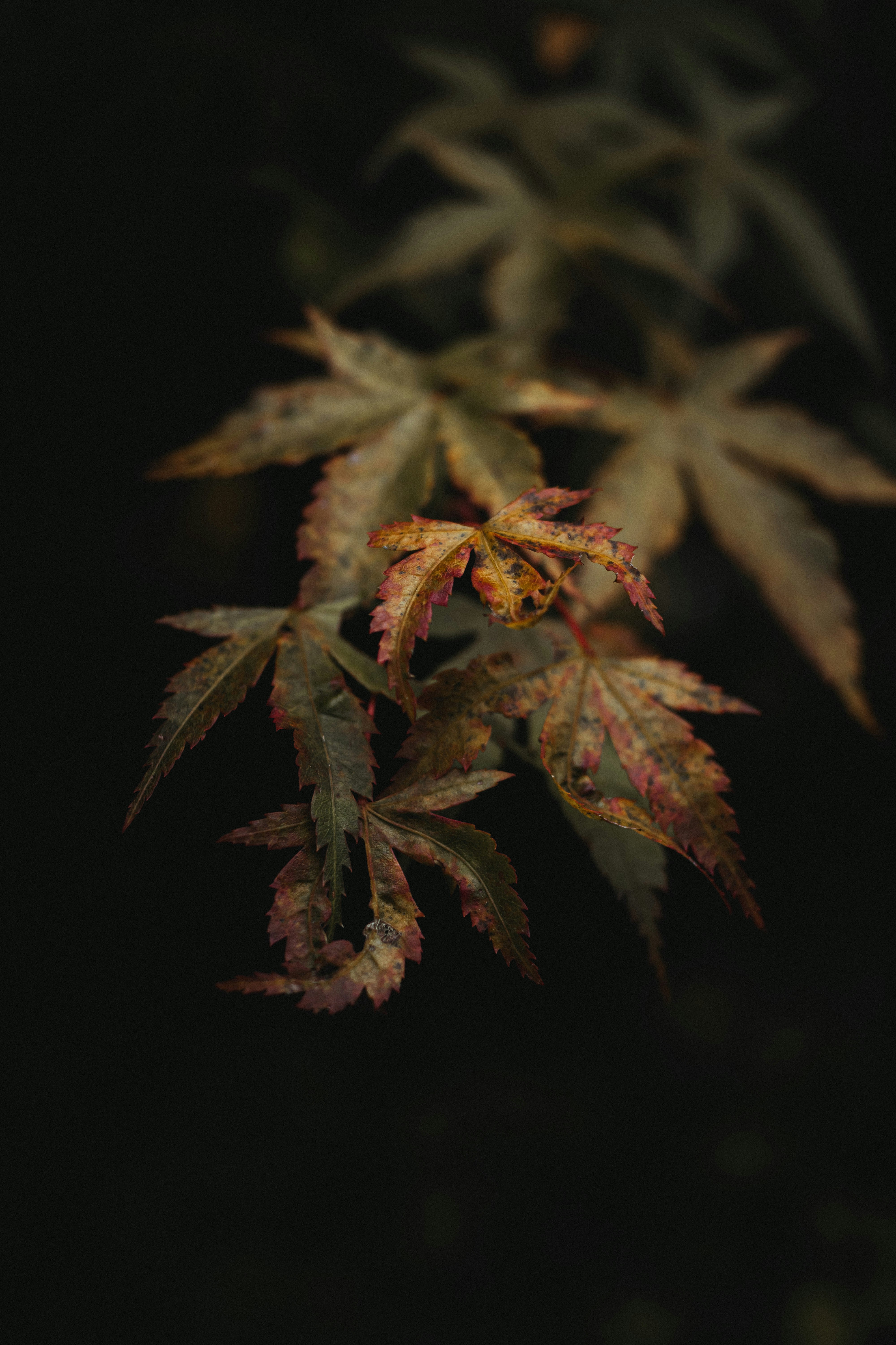 a close up of a leaf on a tree