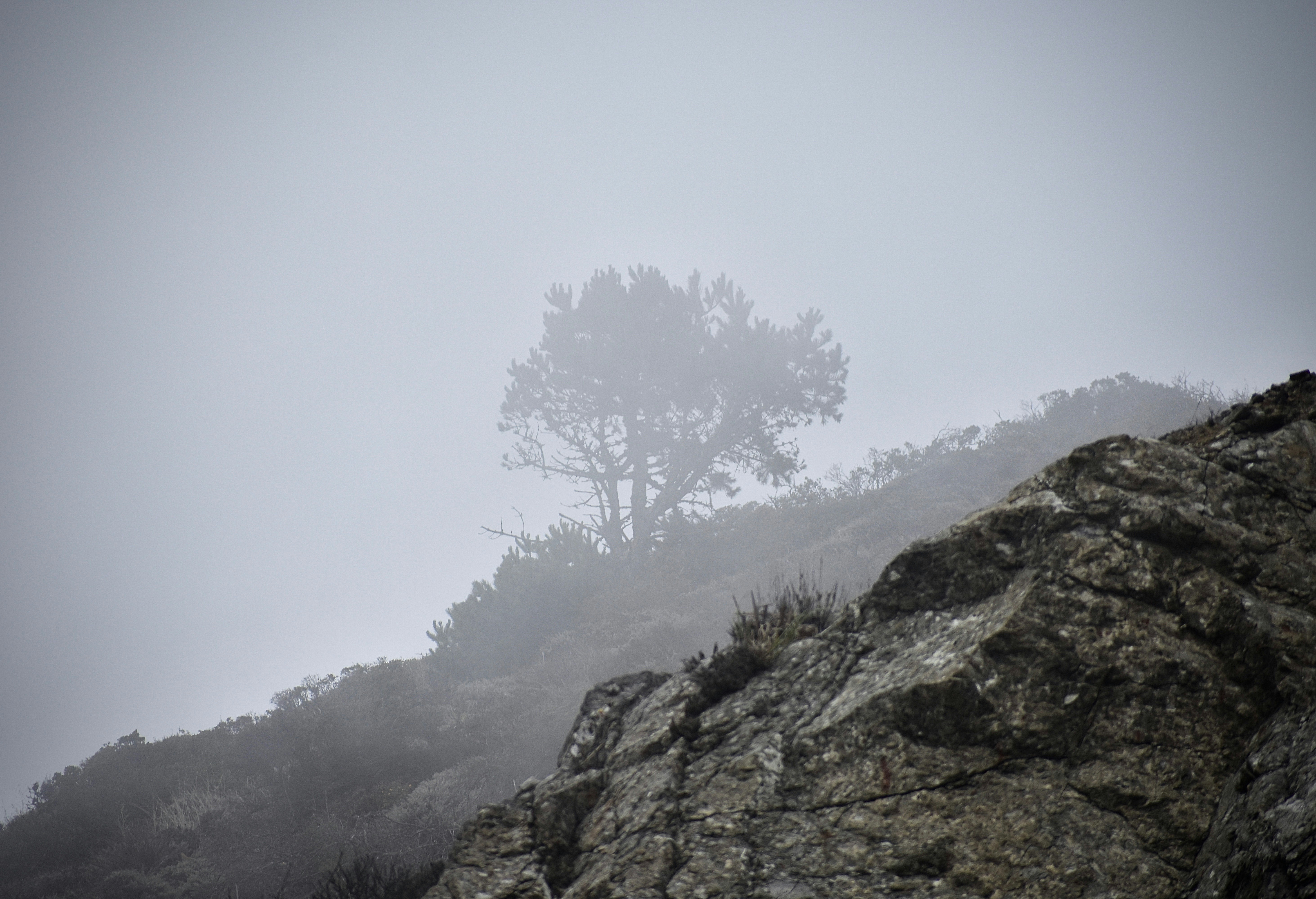The Mist-Washed Sentinel on a Quiet Ridge