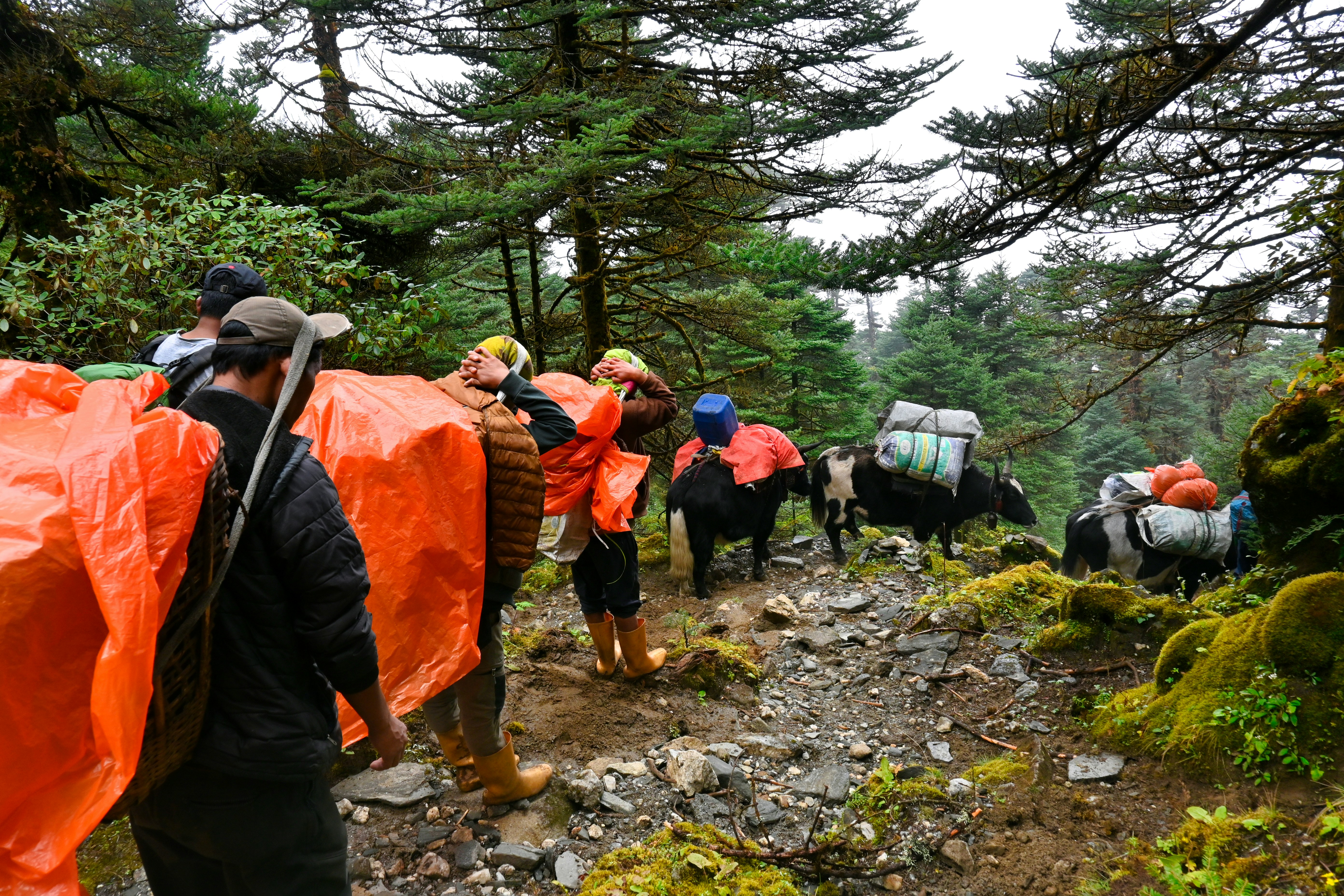 Alpine Caravan: Hikers with Orange Tarps Trek a Mossy Ridge