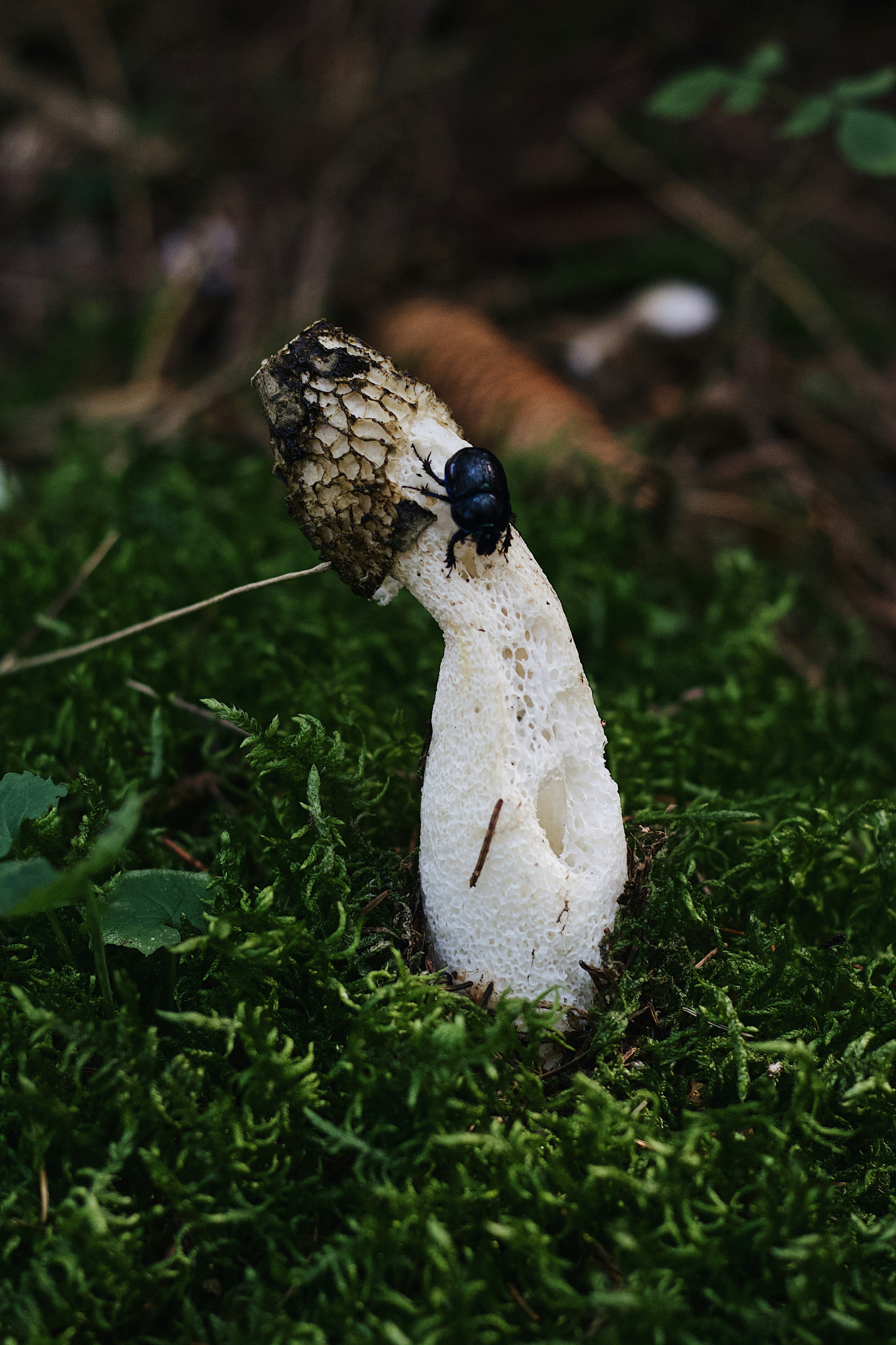 Beetle Perch on a Cracked Mushroom Rising from Moss