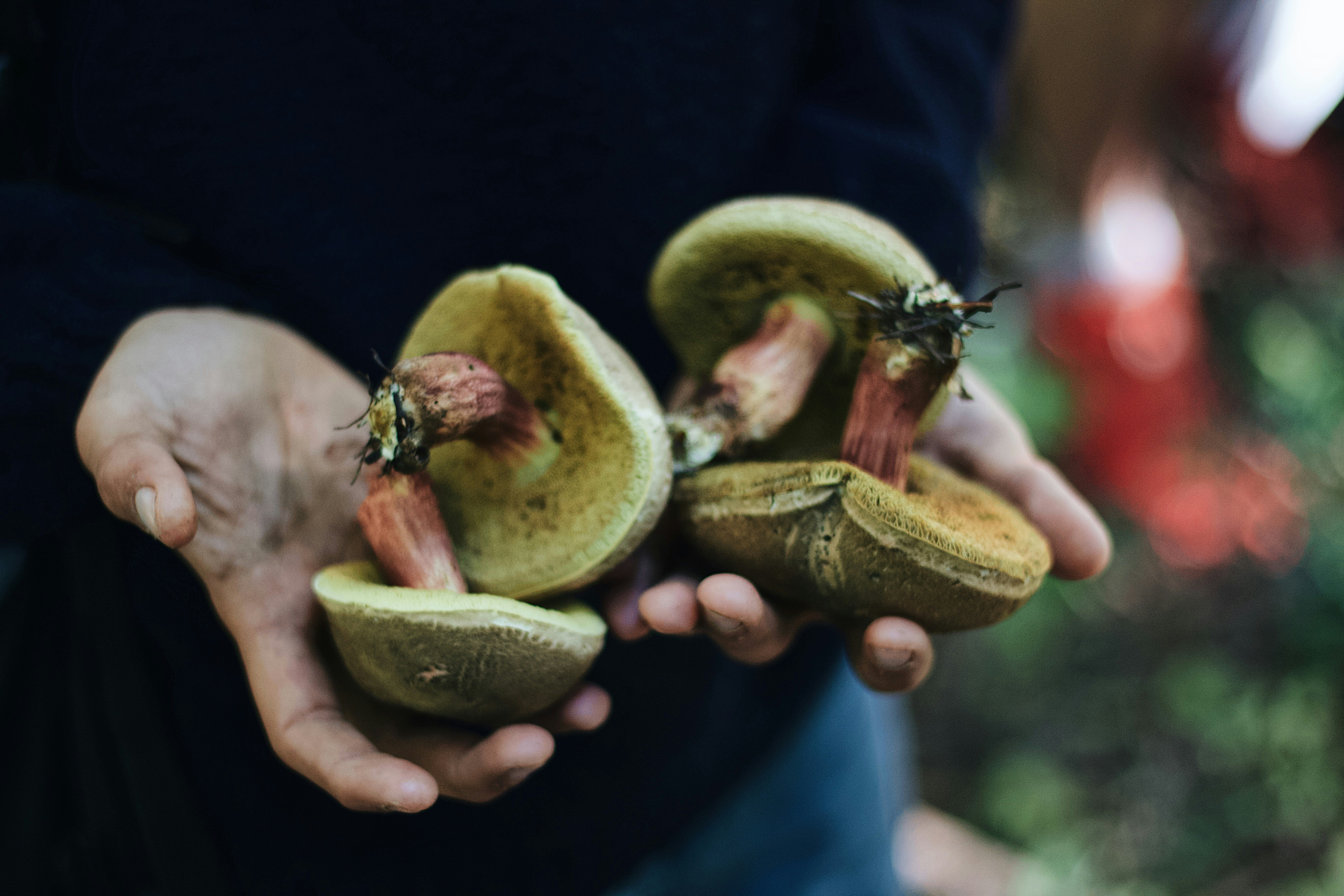 Hands Cradling Split Open Sapodilla-like Fruits with Exposed Core