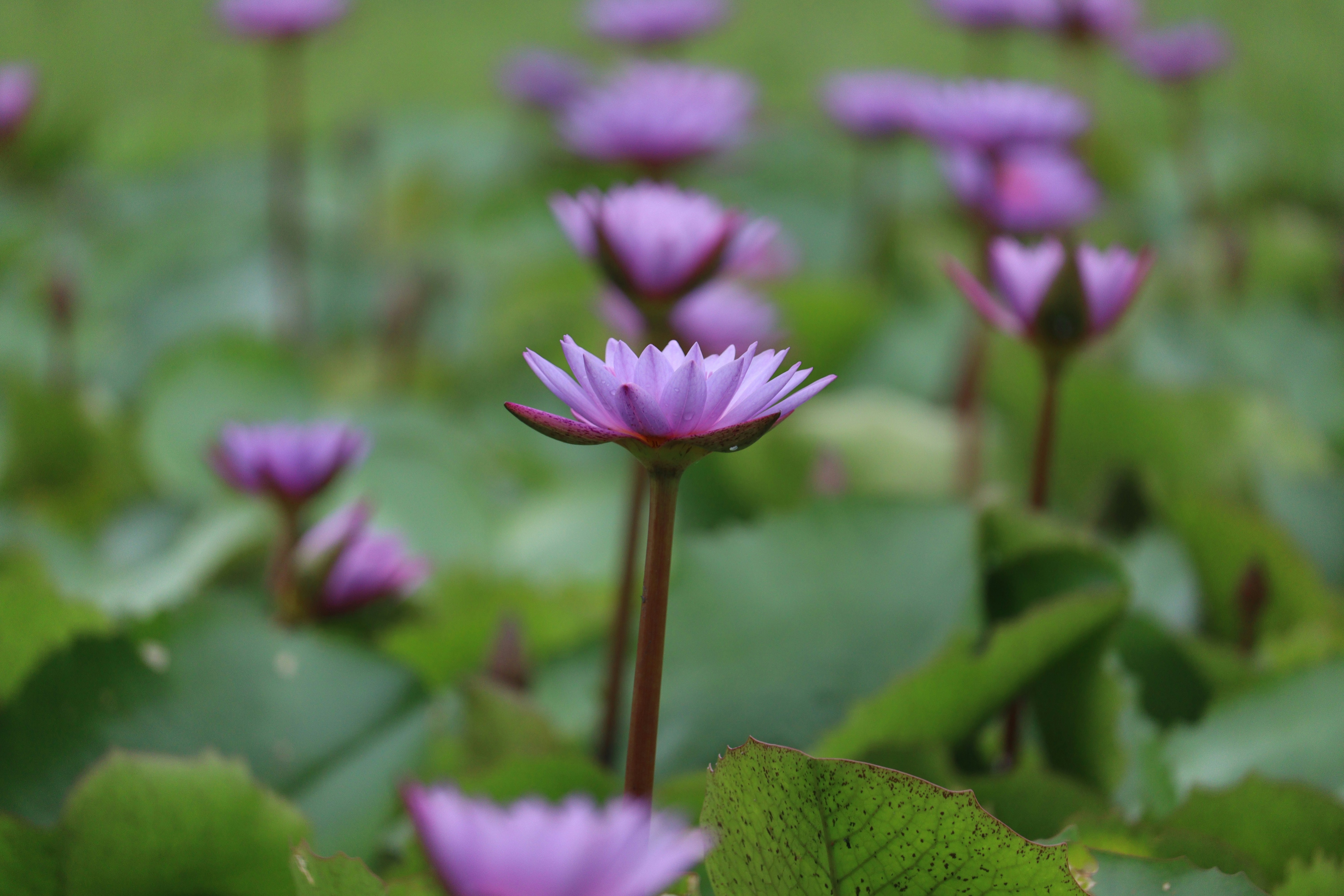 Center Bloom: A Purple Water Lily Standing Out in a Sea of Green