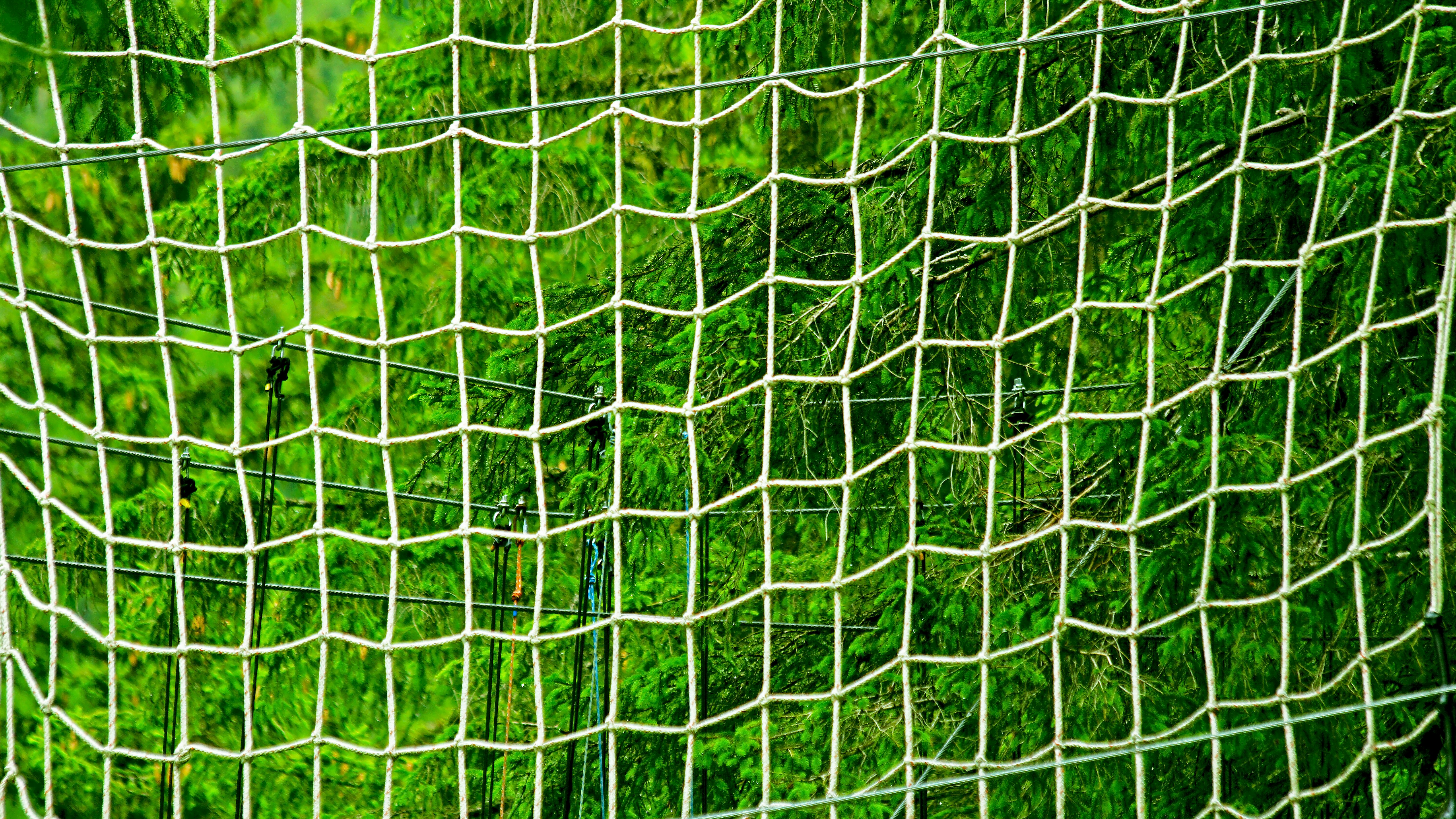 A close up of a green net with trees in the background photo – Free ...