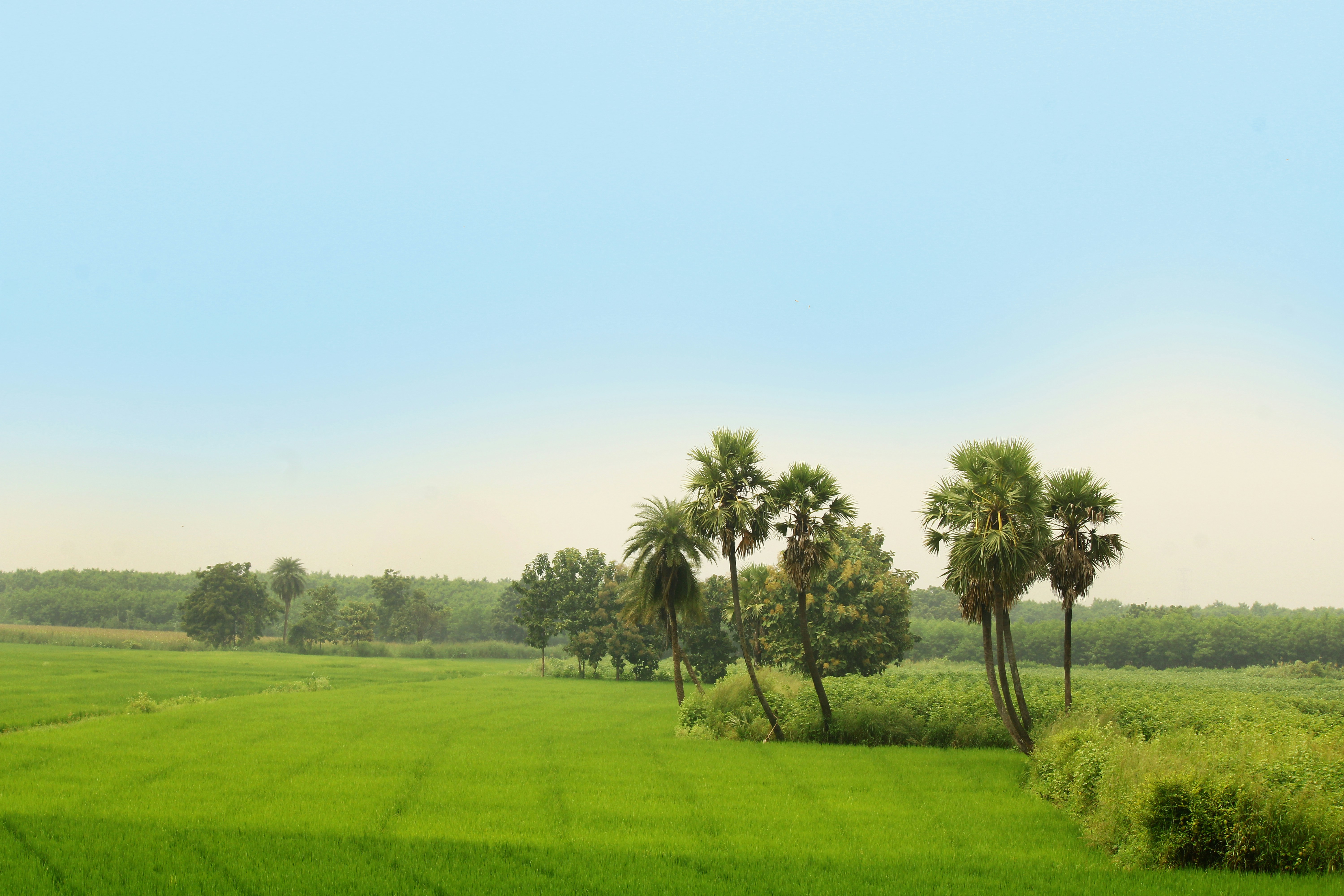 Rural India’s Role In Feeding The Nation: A Look At The Country’s ...