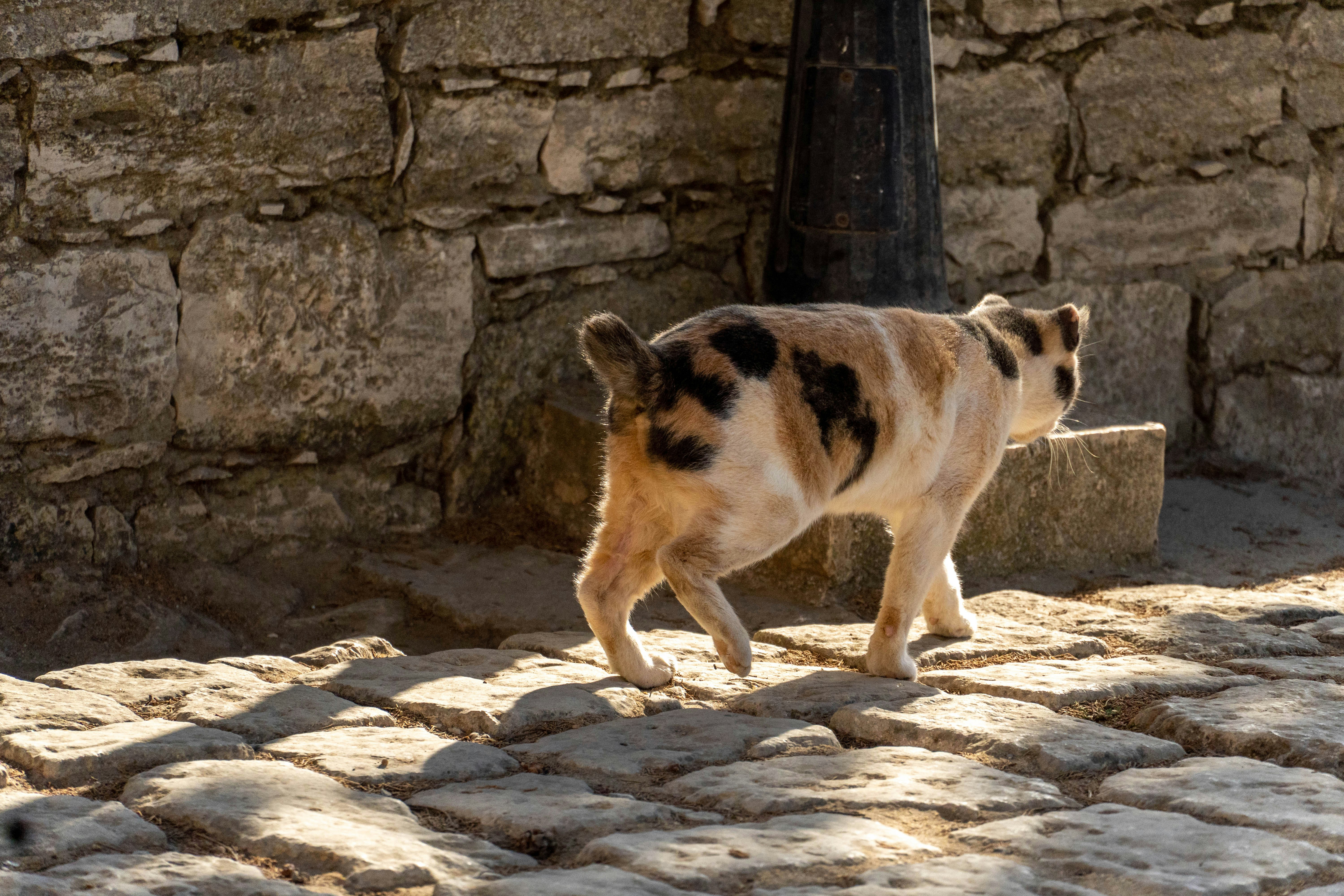 Sunlit Calico on Weathered Cobblestones