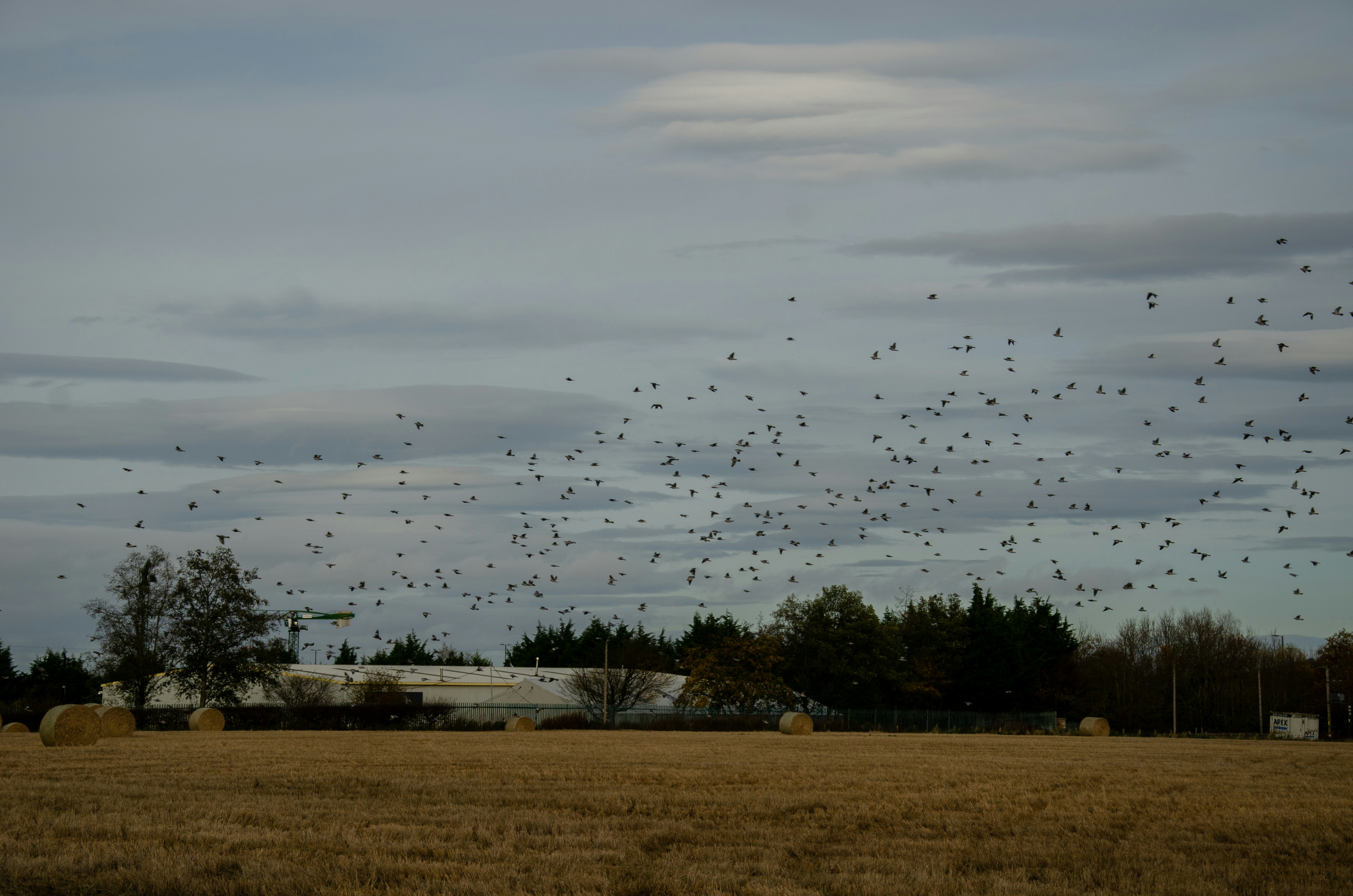 Une grande volée d’oiseaux survolant un champ photo – Photo Edinbourg ...