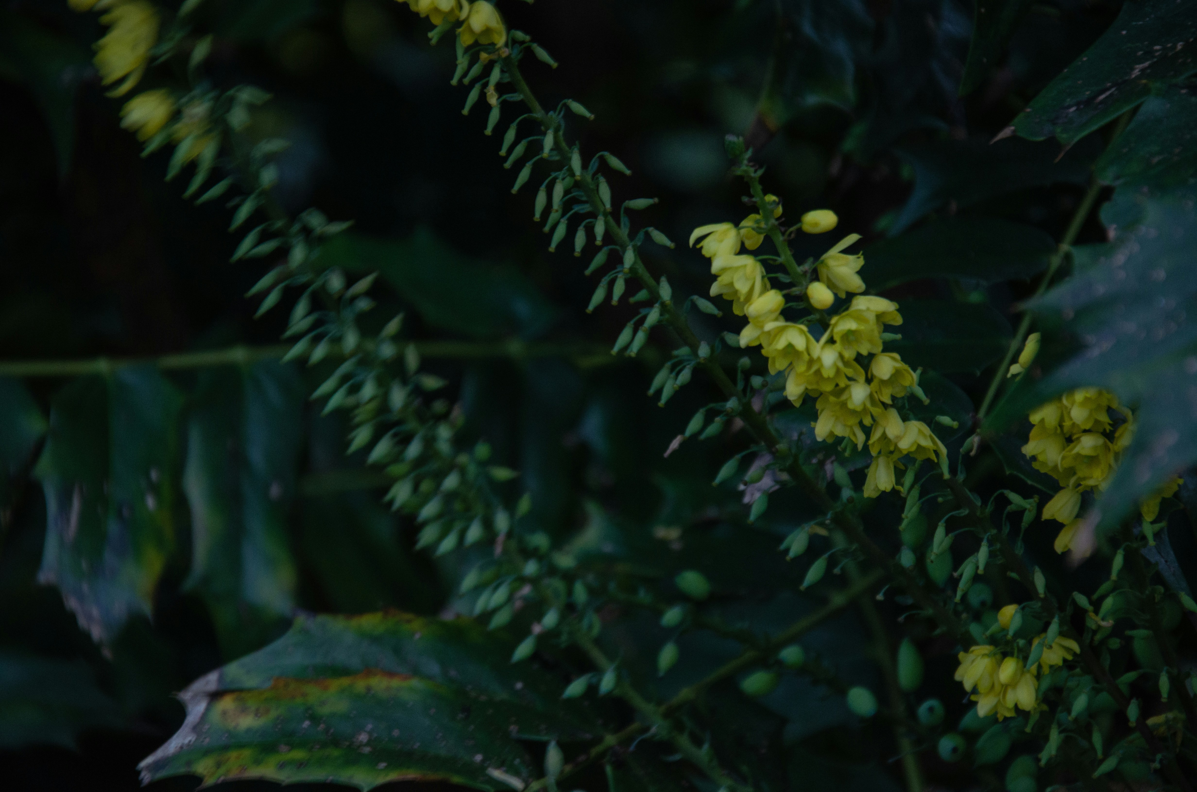 a close up of a plant with yellow flowers
