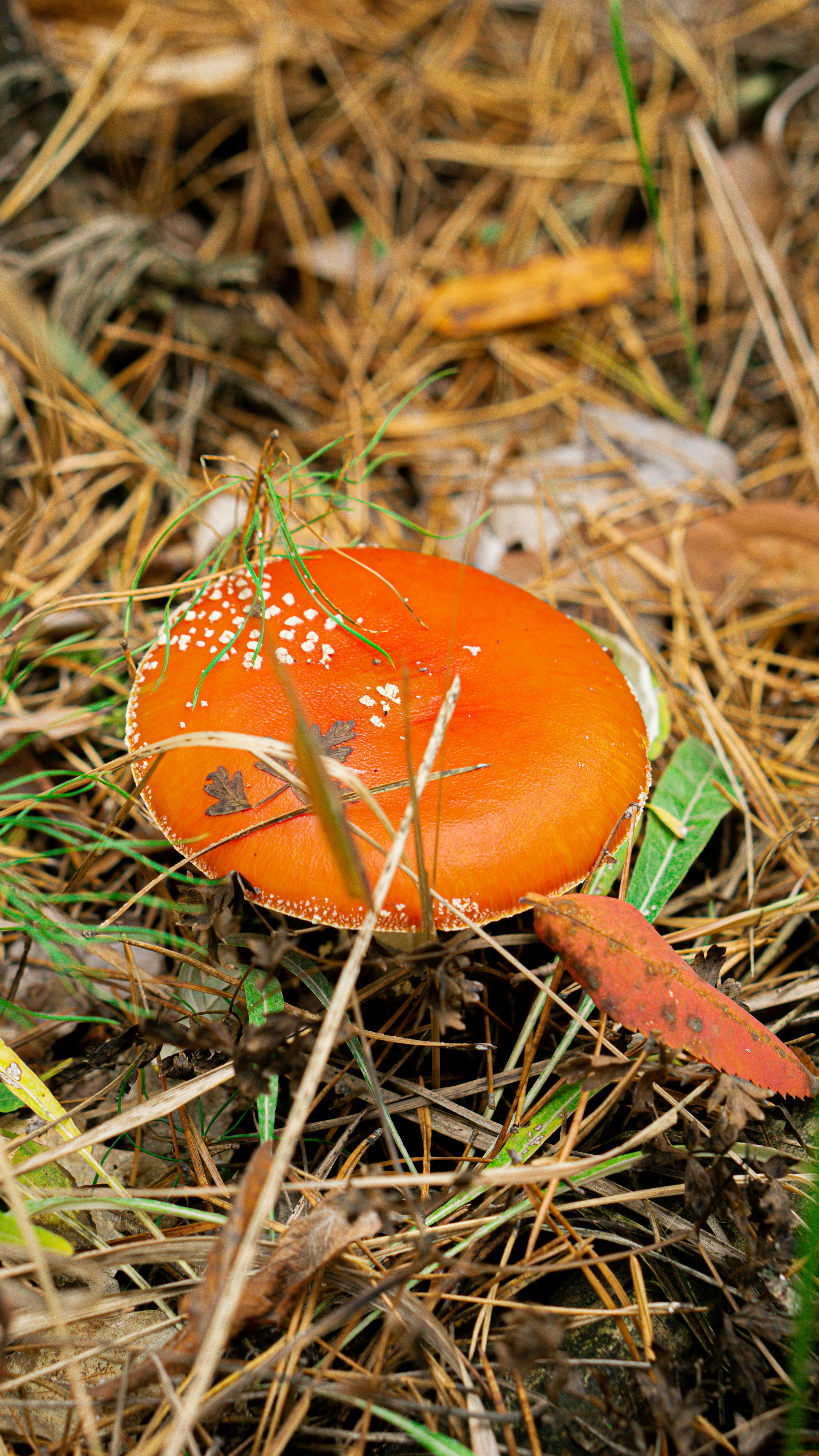 Orange Mushroom Rising Through a Carpet of Pine Needles