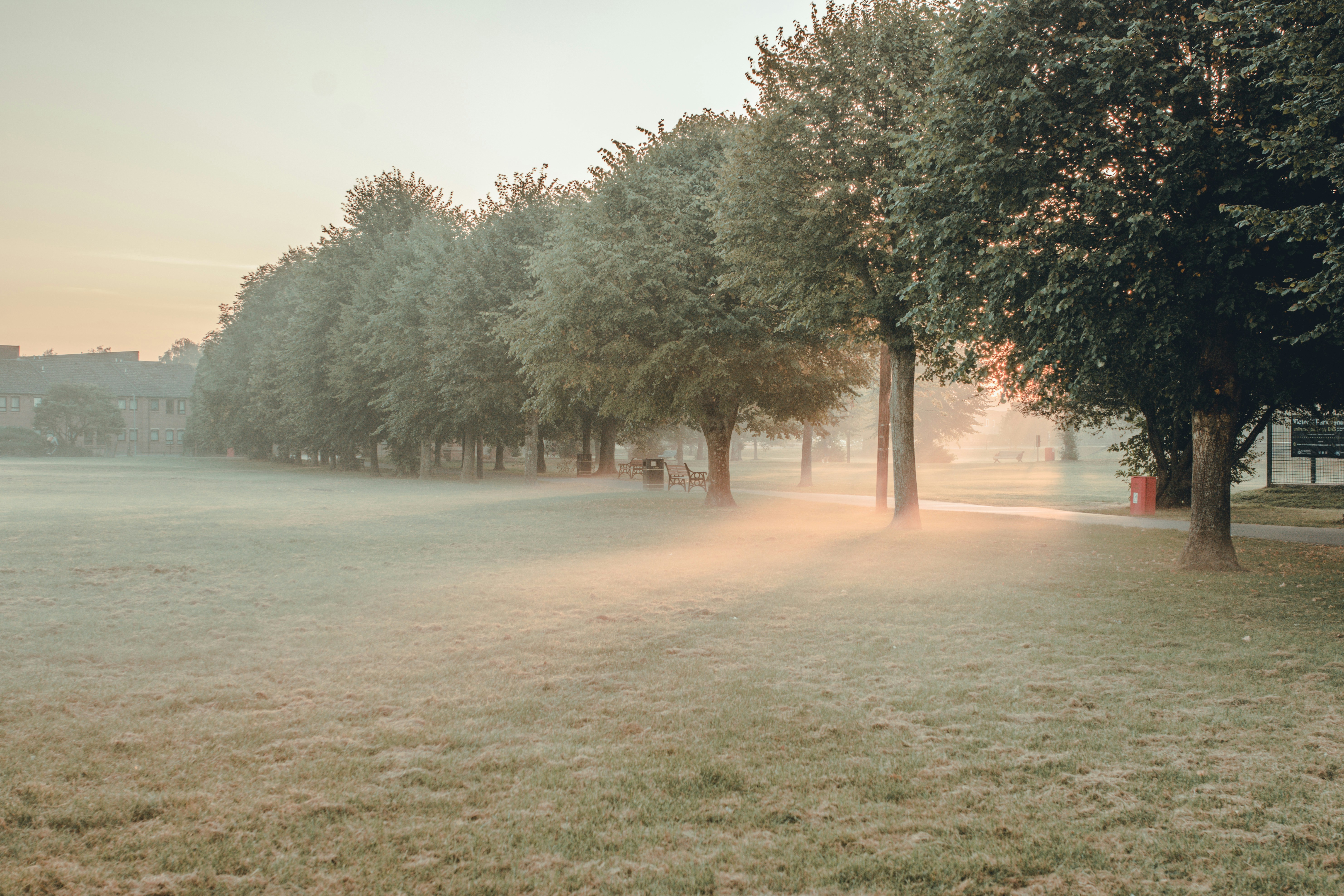 Dawn Mist Along a Tree-Lined Park Path