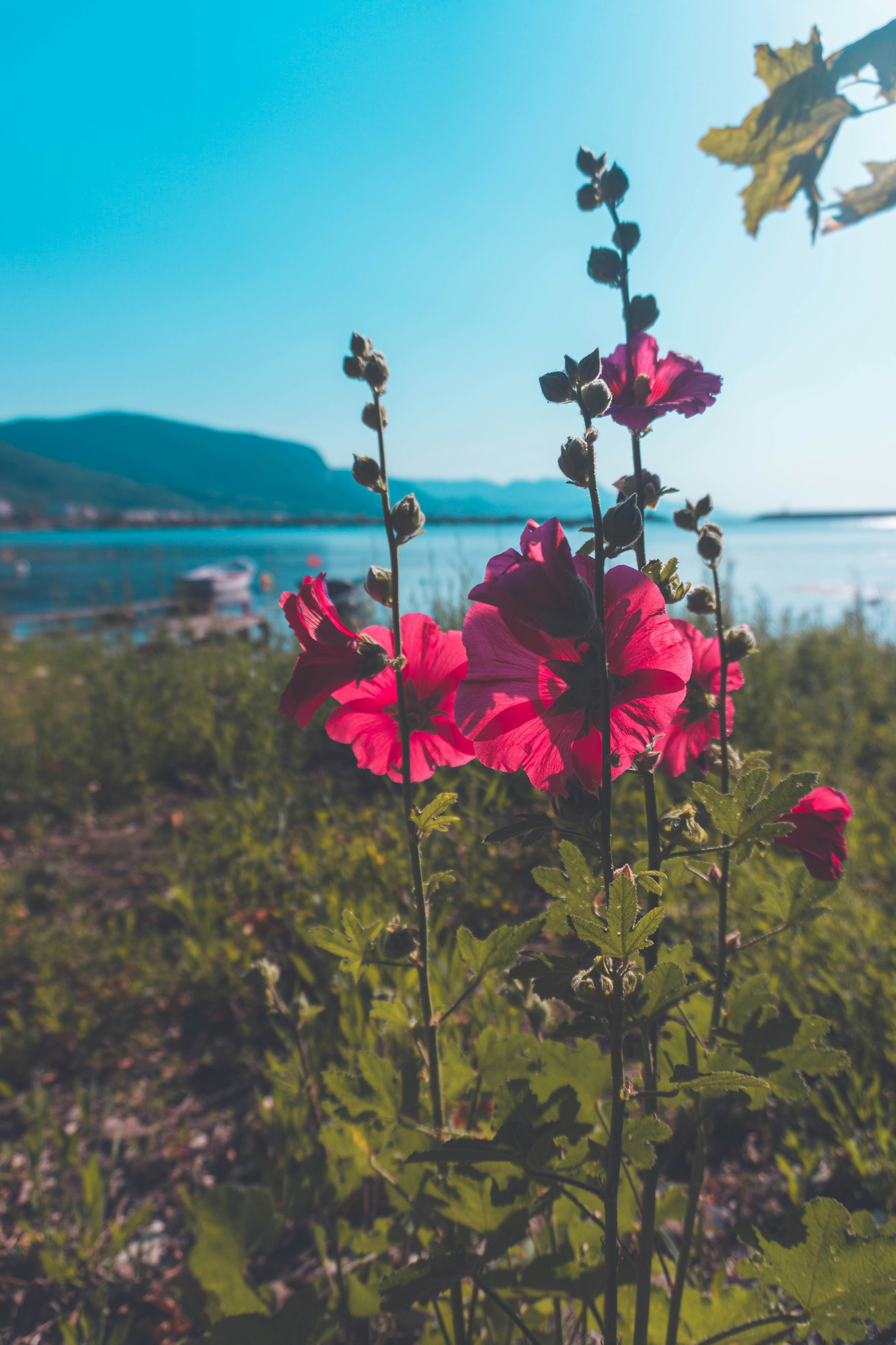 Crimson Petals Framing an Azure Seascape