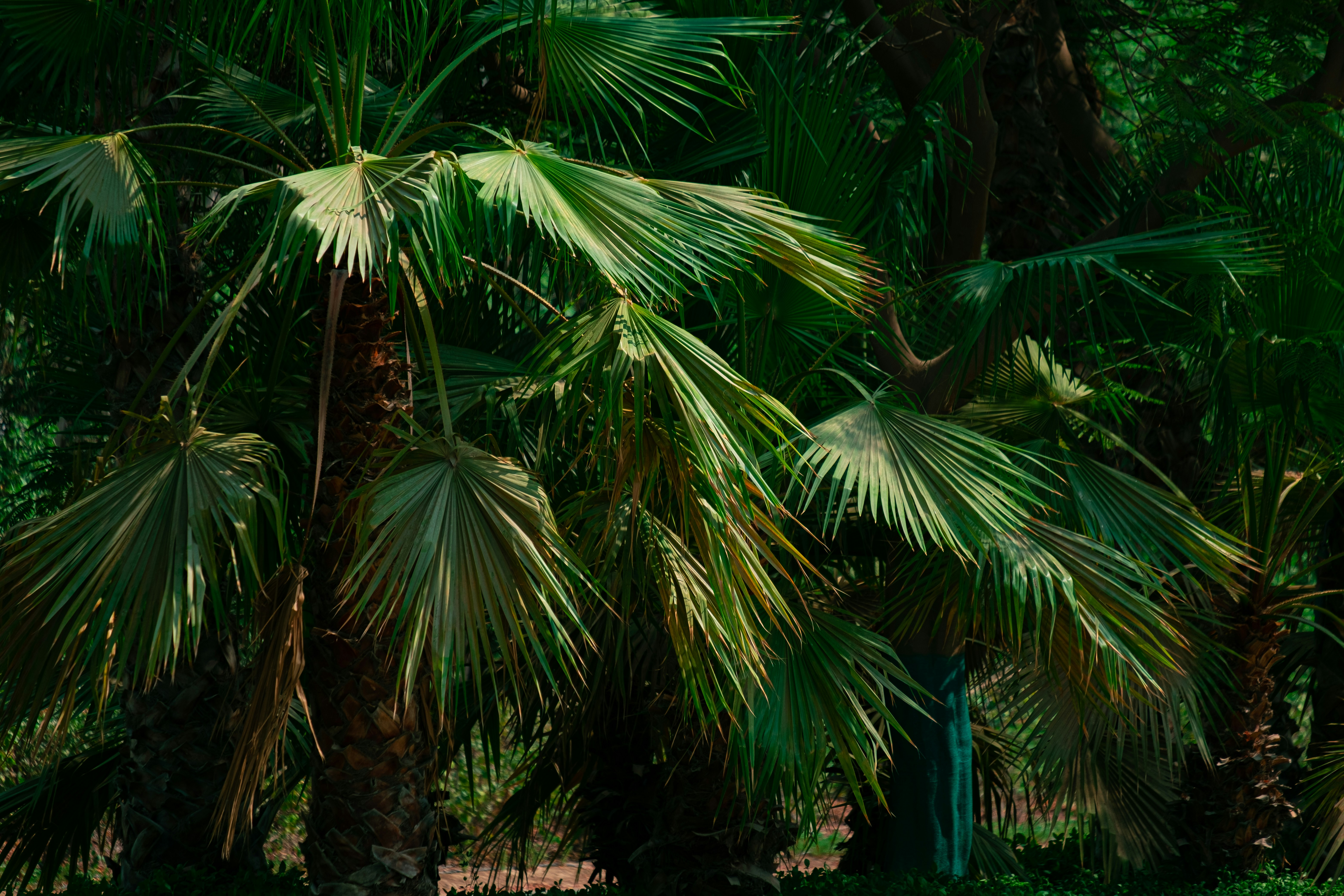 A group of palm trees next to each other photo – Free Forest Image on ...