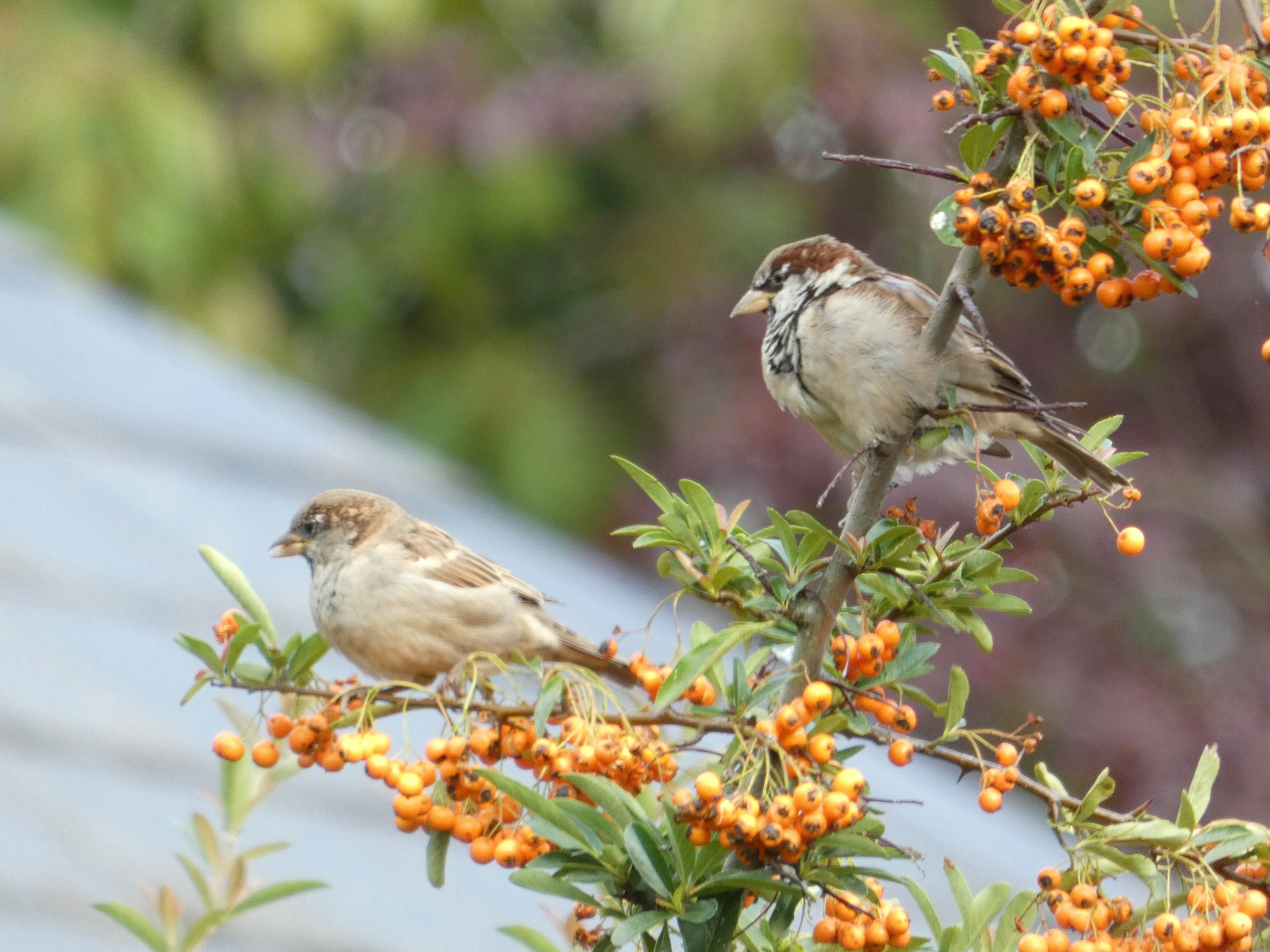 Two small sparrows perch on a berry-laden branch with orange berries, against a softly blurred garden backdrop.