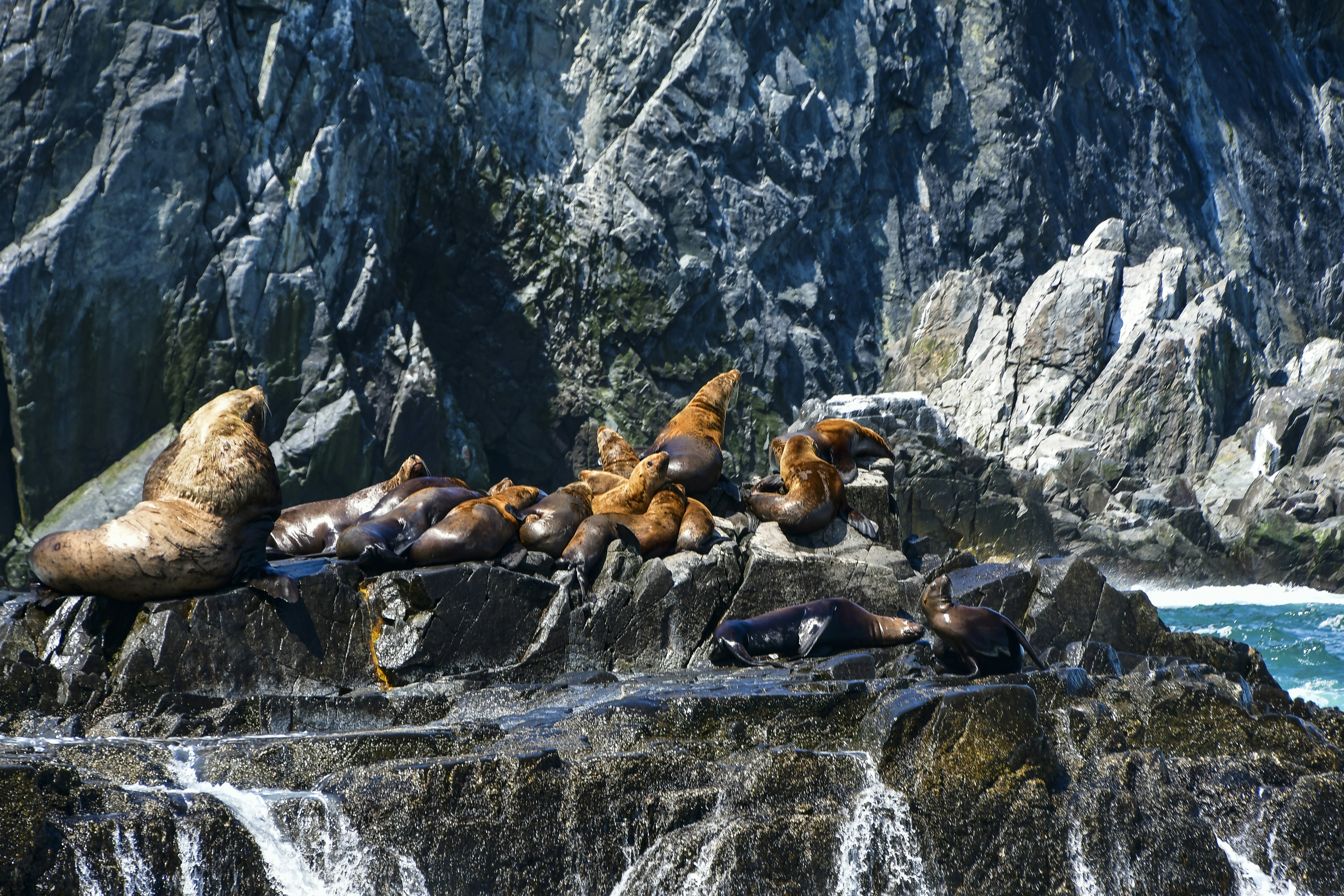 Sea Lions Rest on a Jagged Rock Shelf Beneath a Cliff