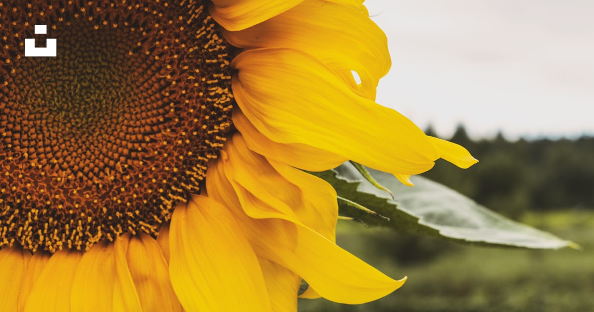 Foto zum Thema Eine große Sonnenblume auf einem Feld mit ... Foto zum Thema Eine große Sonnenblume auf einem Feld mit ...
