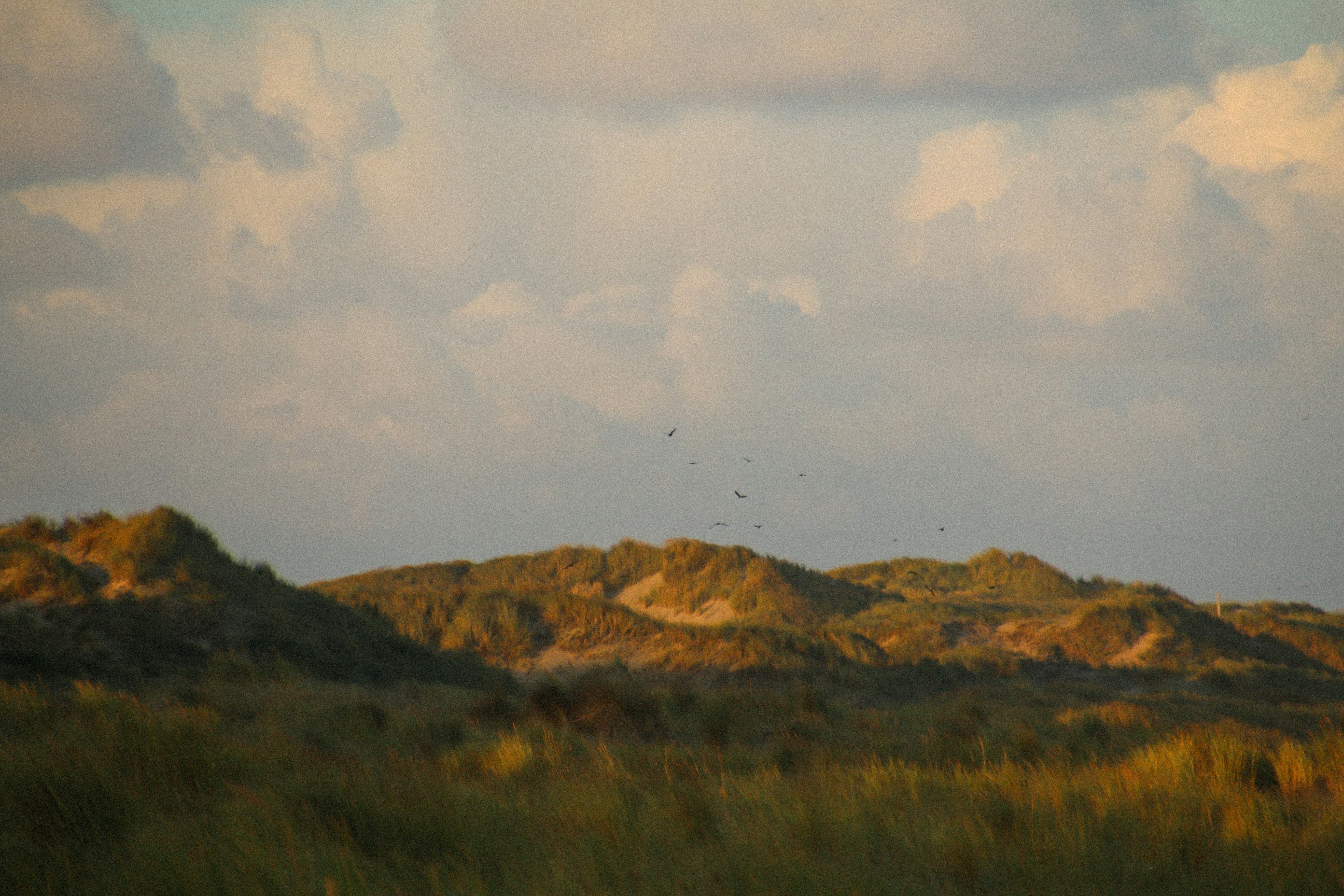 Dusk Over Dune Grass: A Flock Traverses the Quiet Horizon