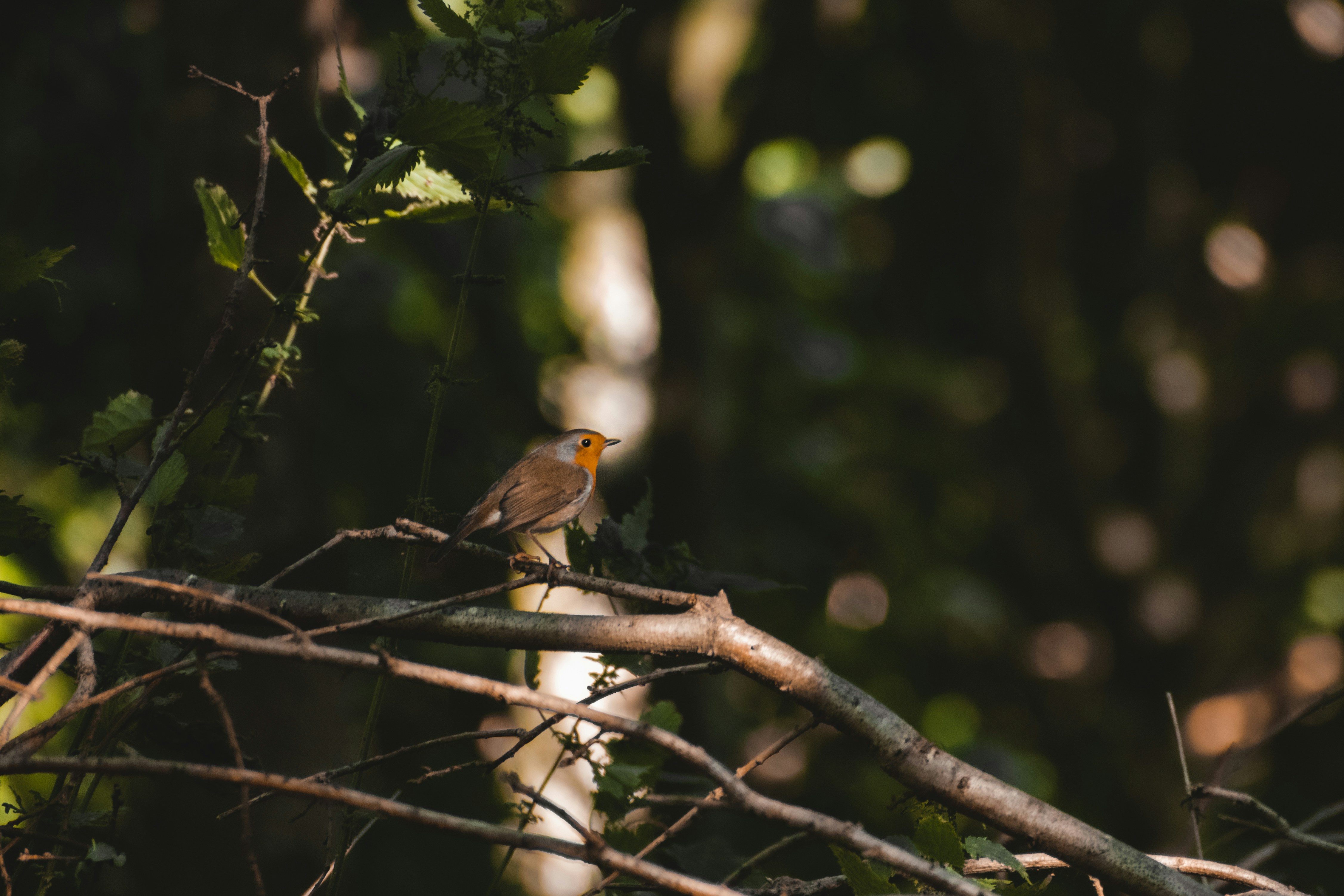 Red Robin Pictures | Download Free Images on Unsplash