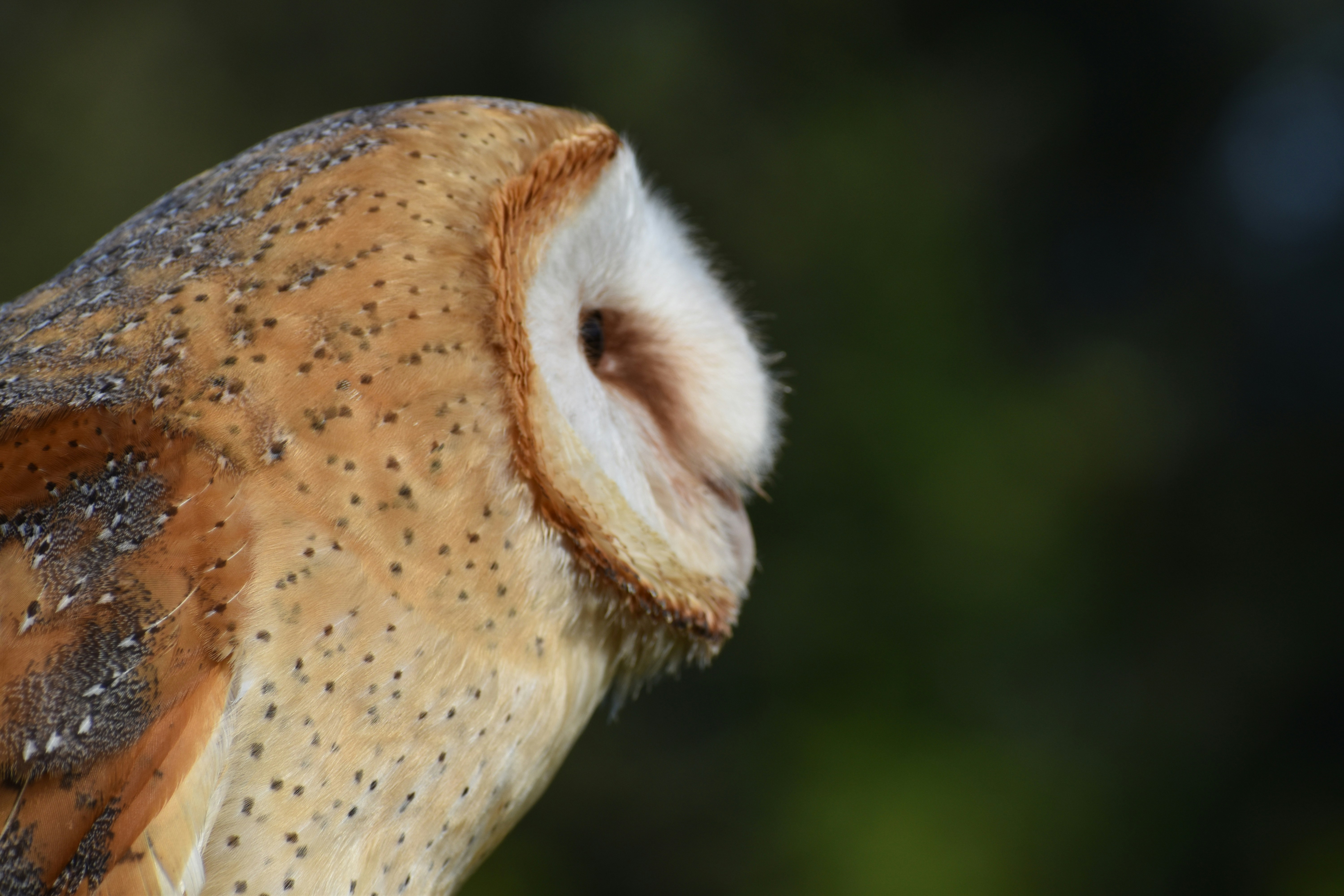 Close-up of a barn owl's head, showcasing its distinctive facial features and intricate feather patterns against a blurred background.
