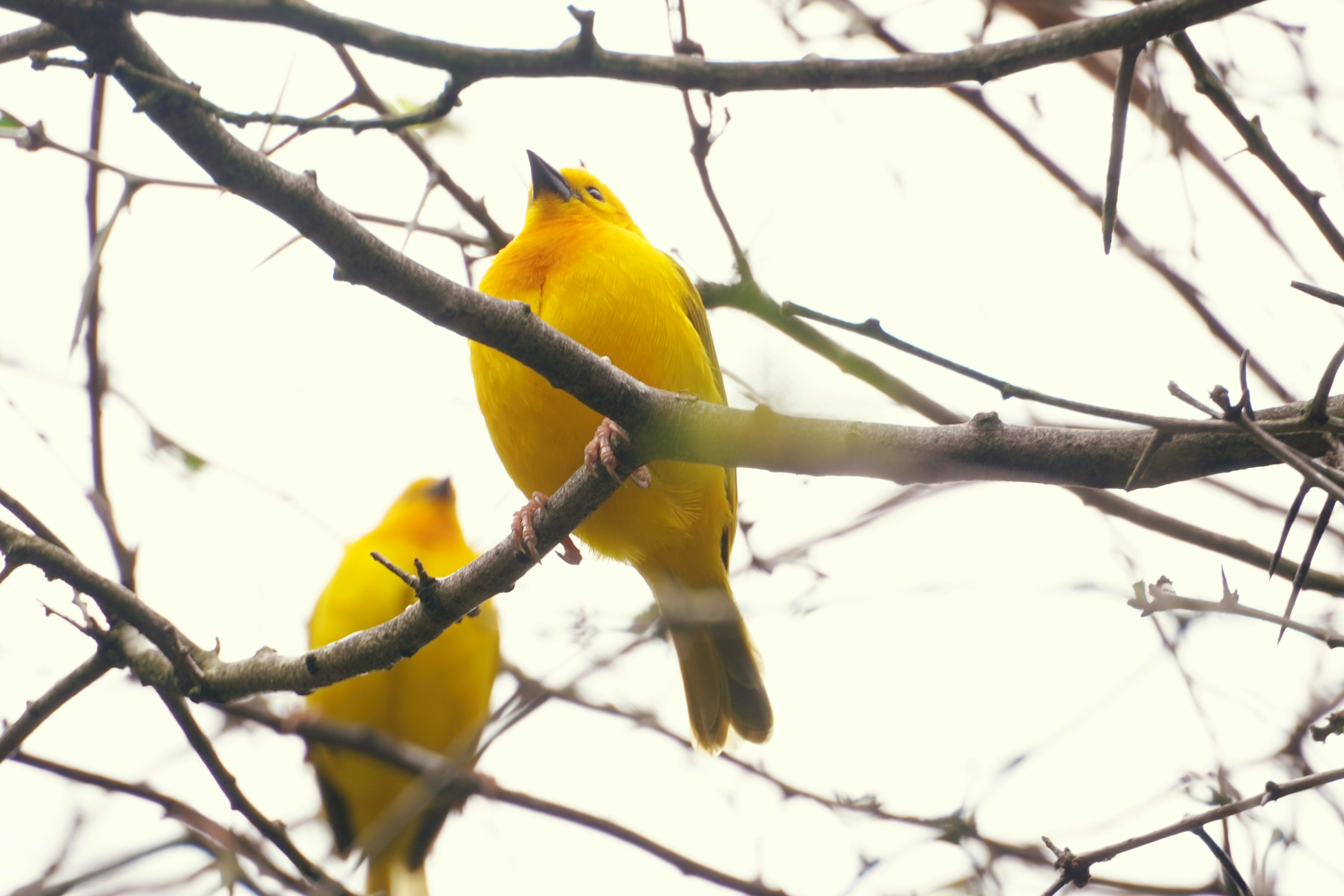 Two Golden Warblers Perched on a Stark Winter Tangle