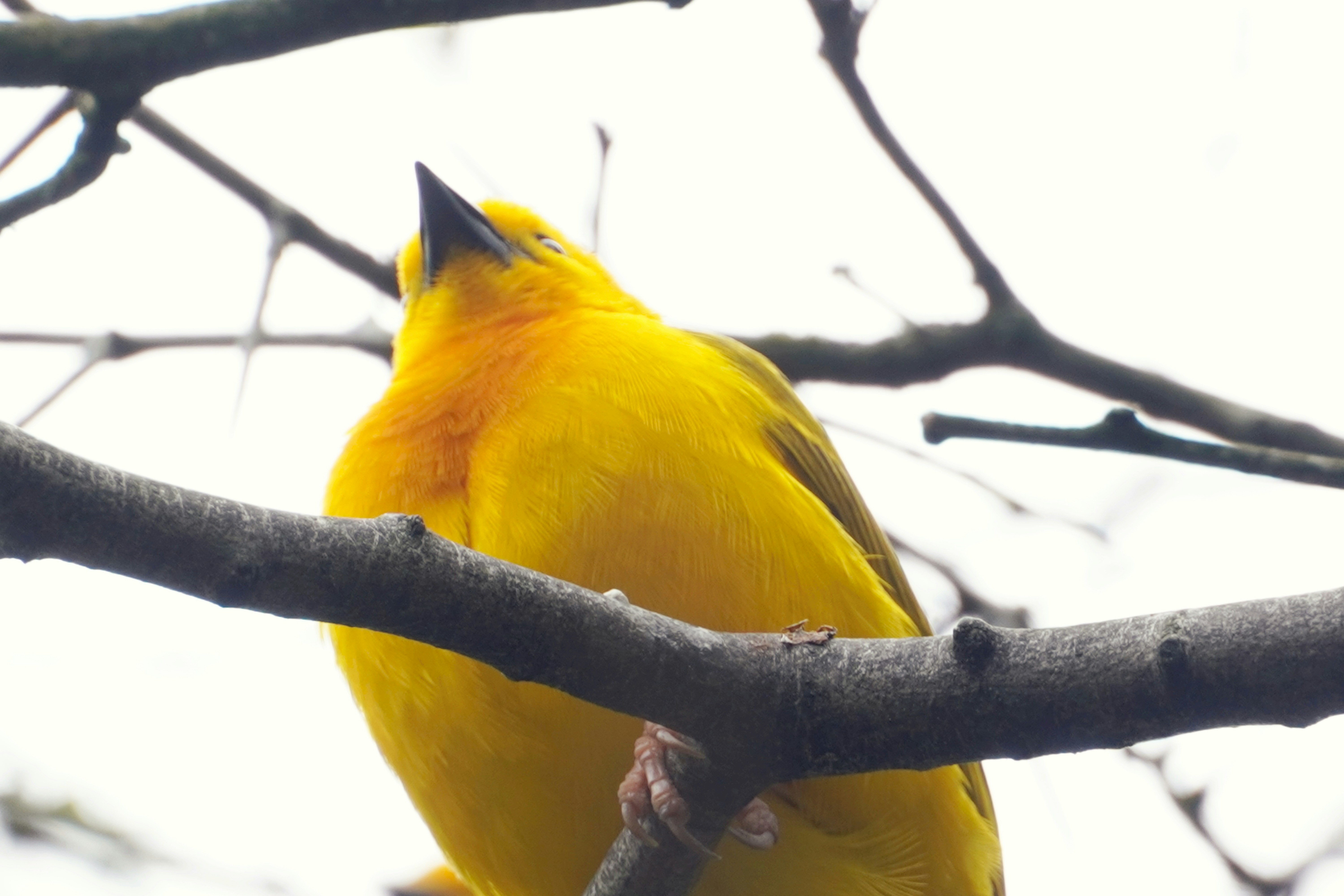 Vibrant yellow bird perched on a branch, gazing upward against a soft, blurred background. A striking representation of nature's colors.