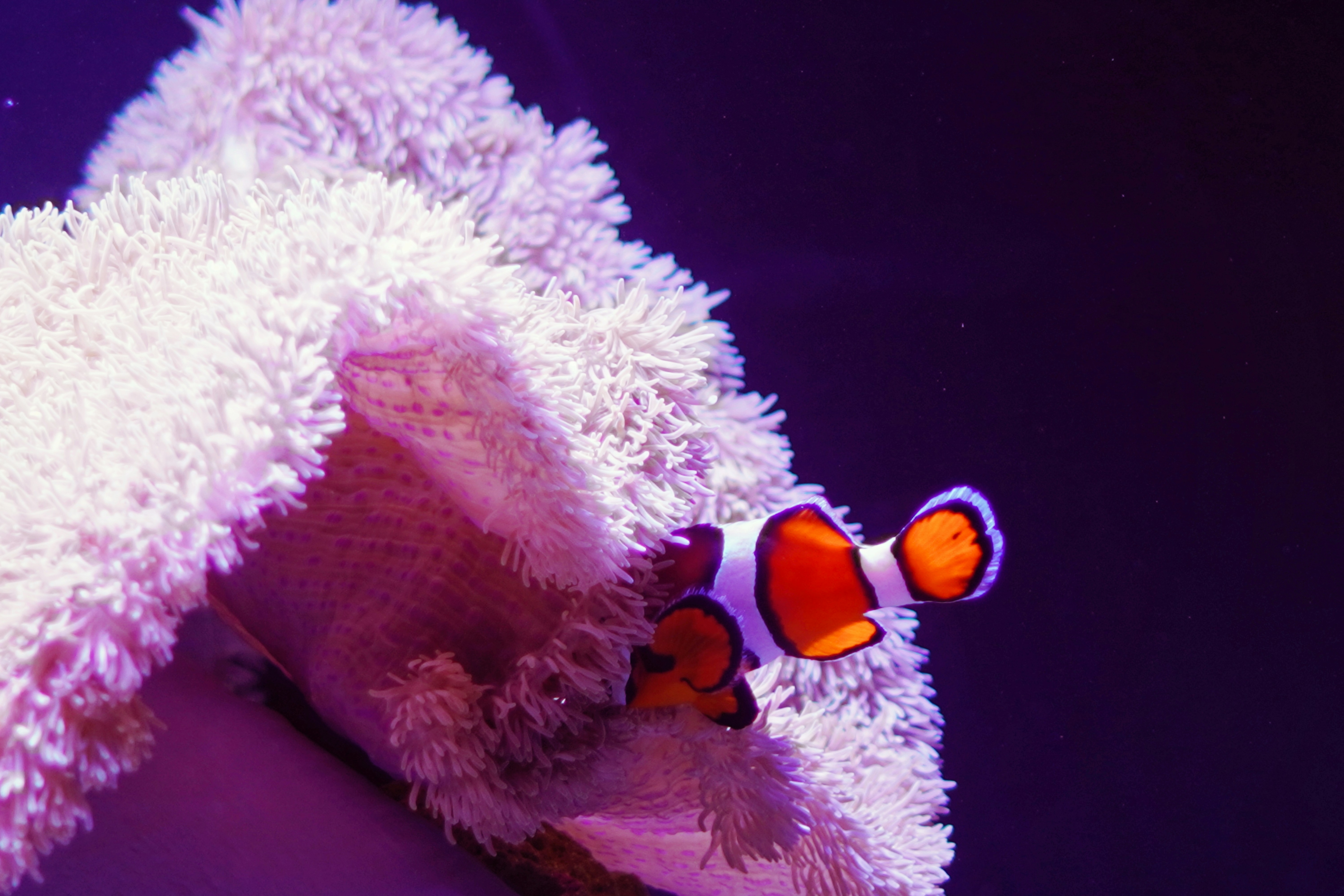 Twin clownfish navigate a violet coral alcove