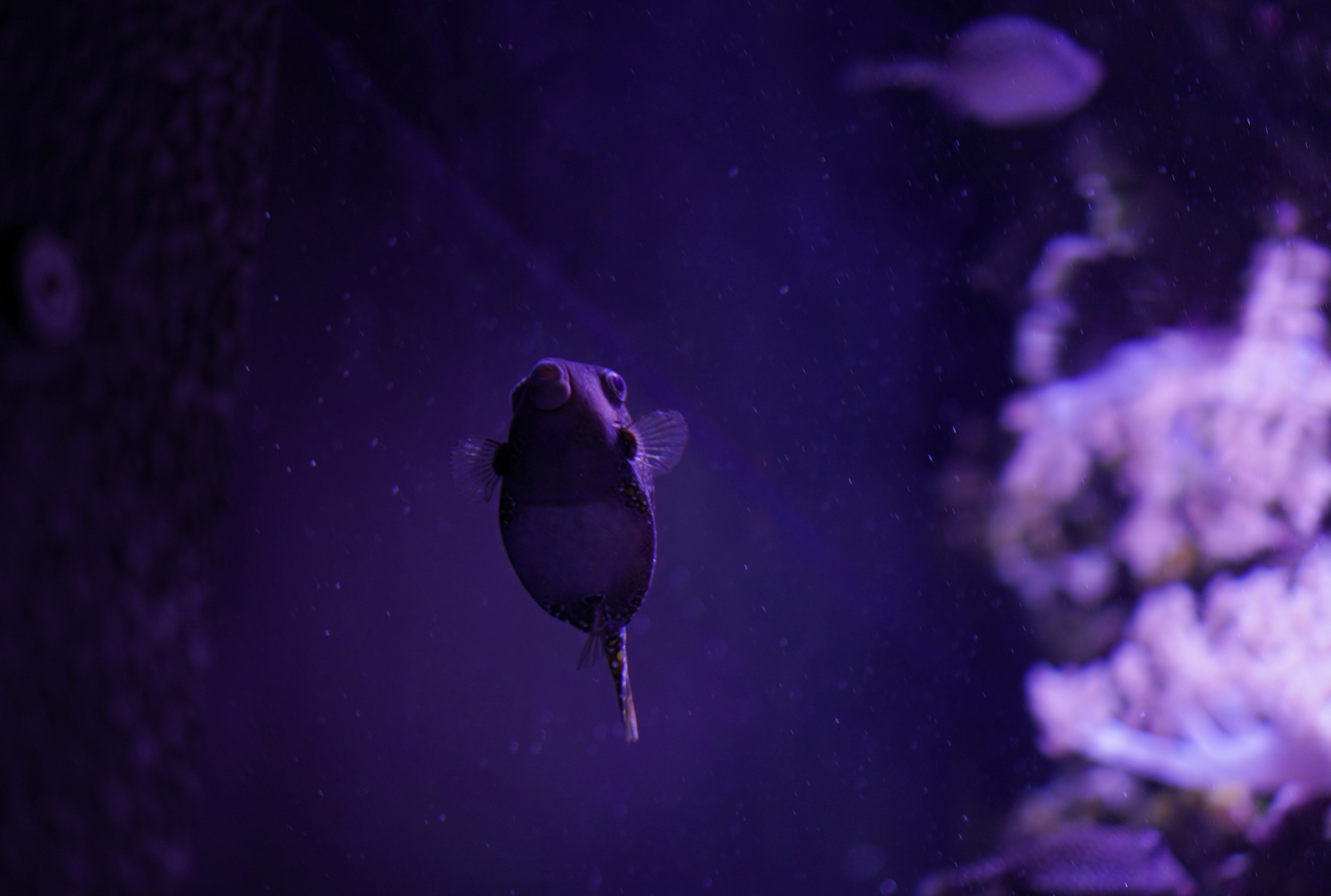 Blob Fish Pictures | Download Free Images on Unsplash