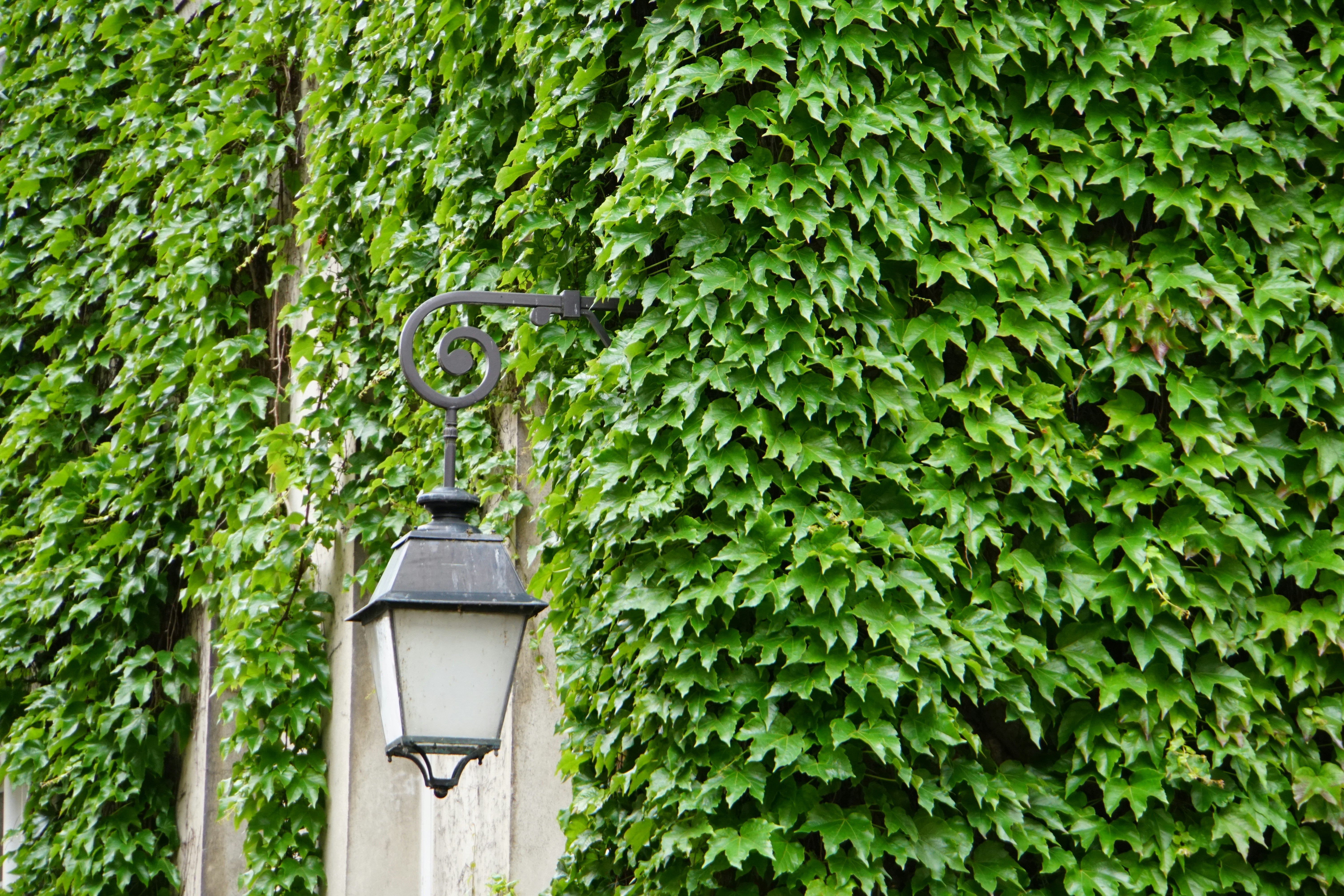 a lamp is hanging on a wall of ivy