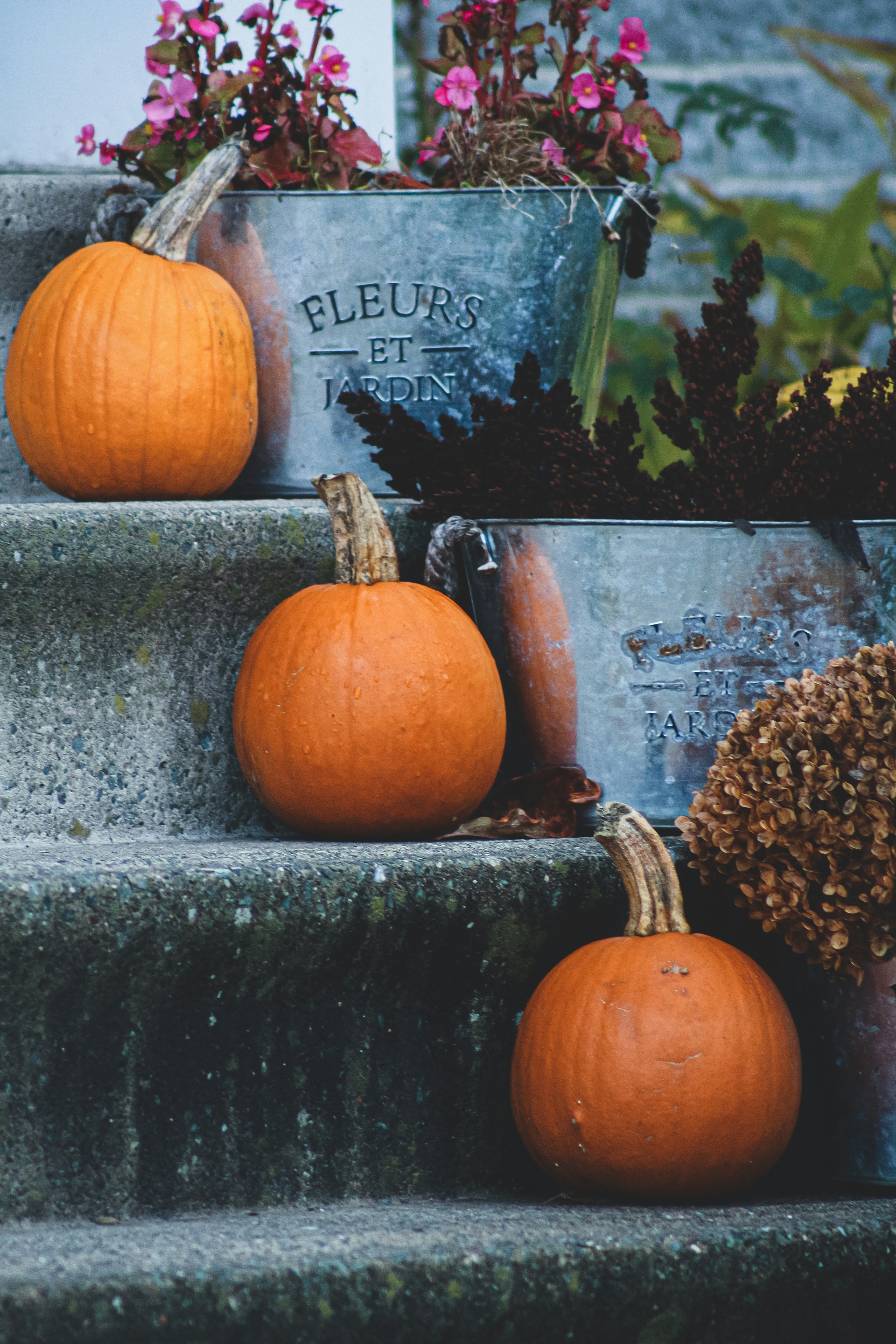A bunch of pumpkins that are sitting on some steps photo – Free Rue ...