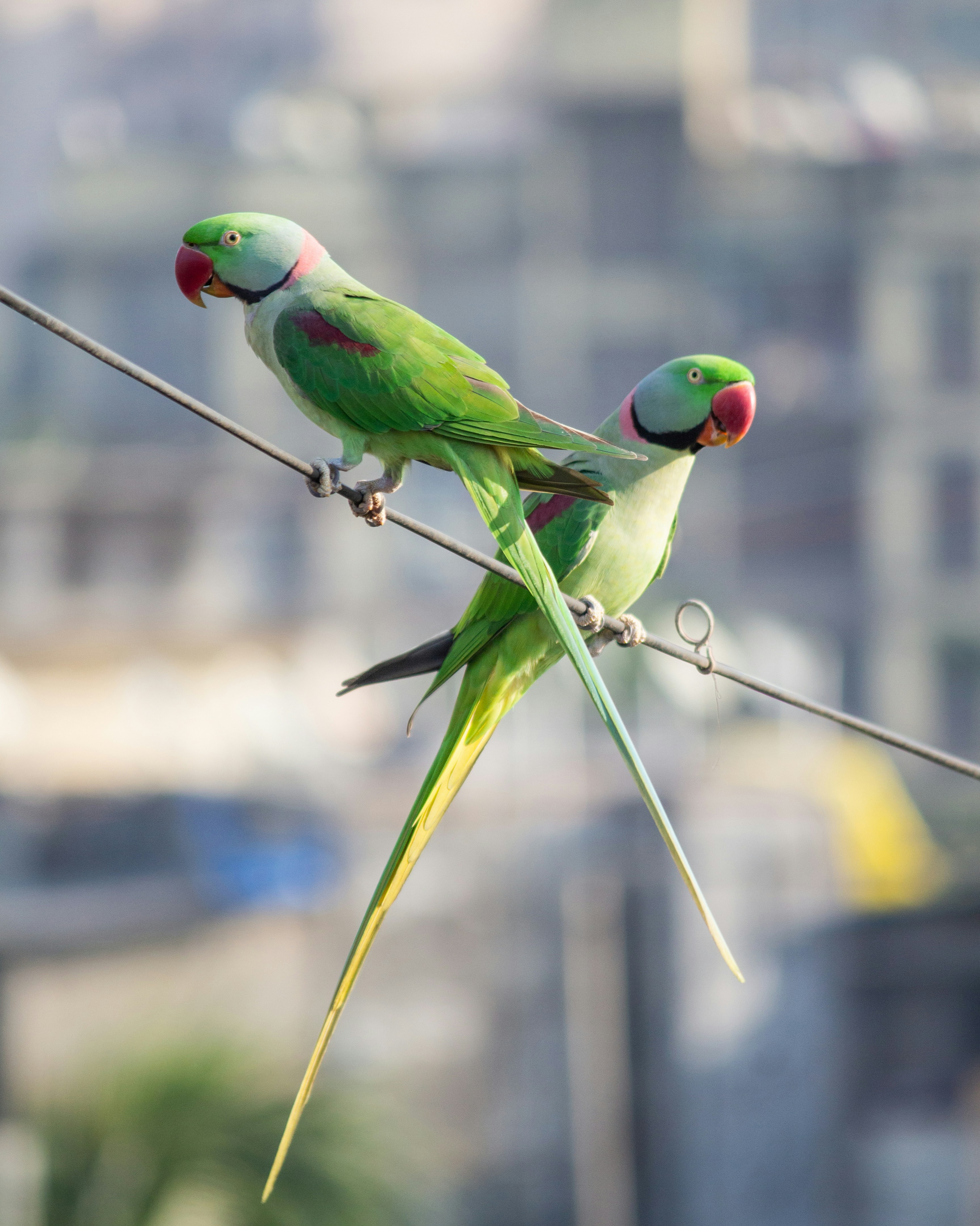 Two vibrant green parrots perched on a wire, showcasing their colorful plumage against a blurred urban backdrop.