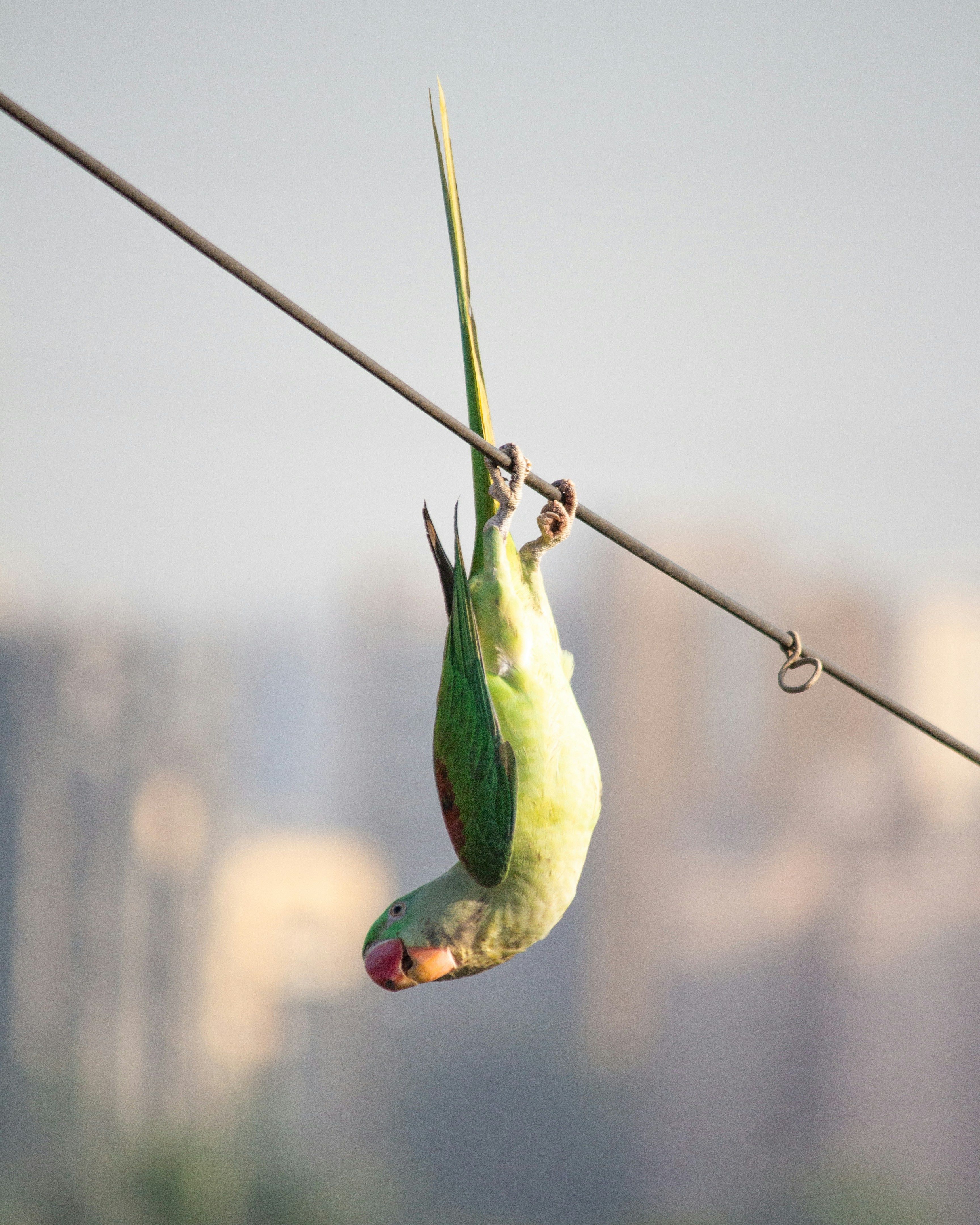 A vibrant parakeet hanging upside down from a wire, showcasing its striking green and red plumage against a blurred urban backdrop.