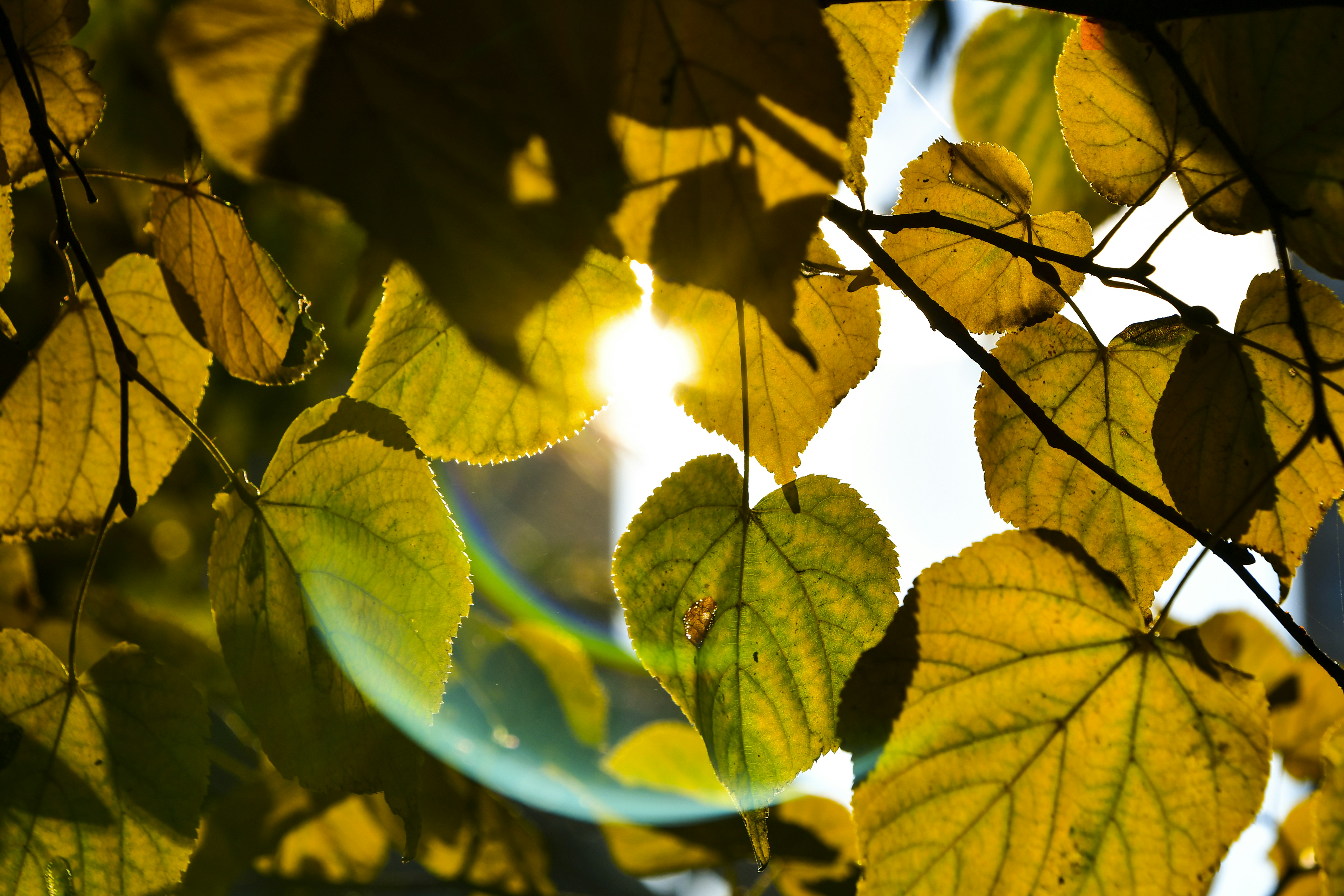 The sun shines through the leaves of a tree photo – Free Diffraction ...