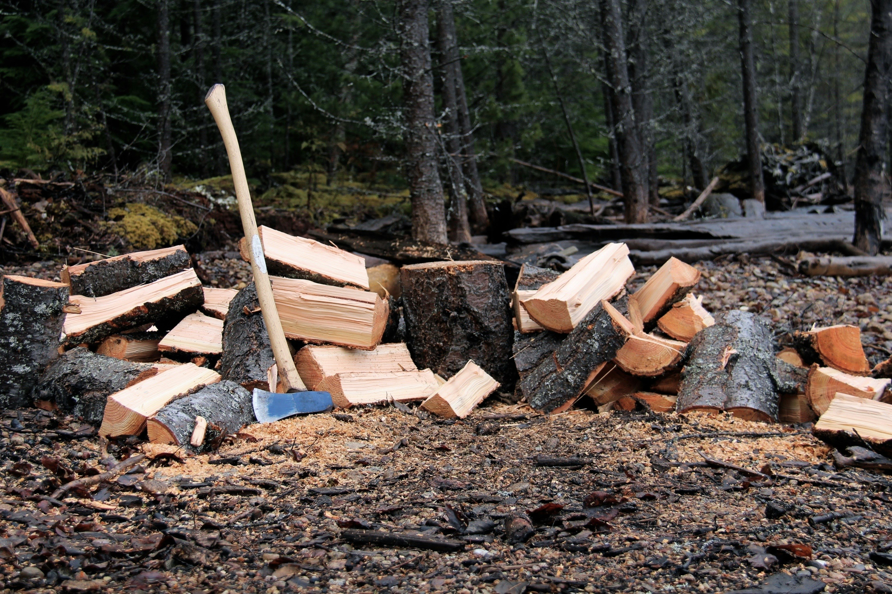 A pile of chopped wood in the woods photo – Free Wood Image on Unsplash
